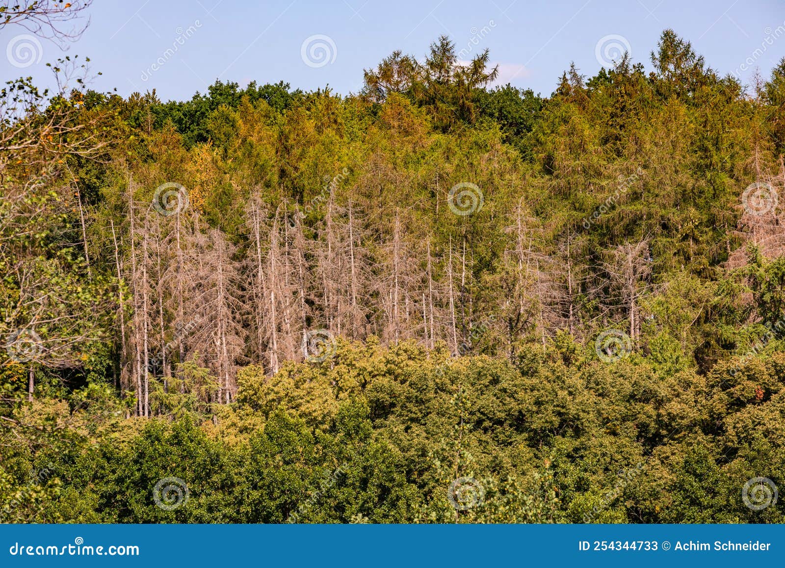 Dead Conifers in a Green Mixed Forest in Germany Stock Image - Image of ...