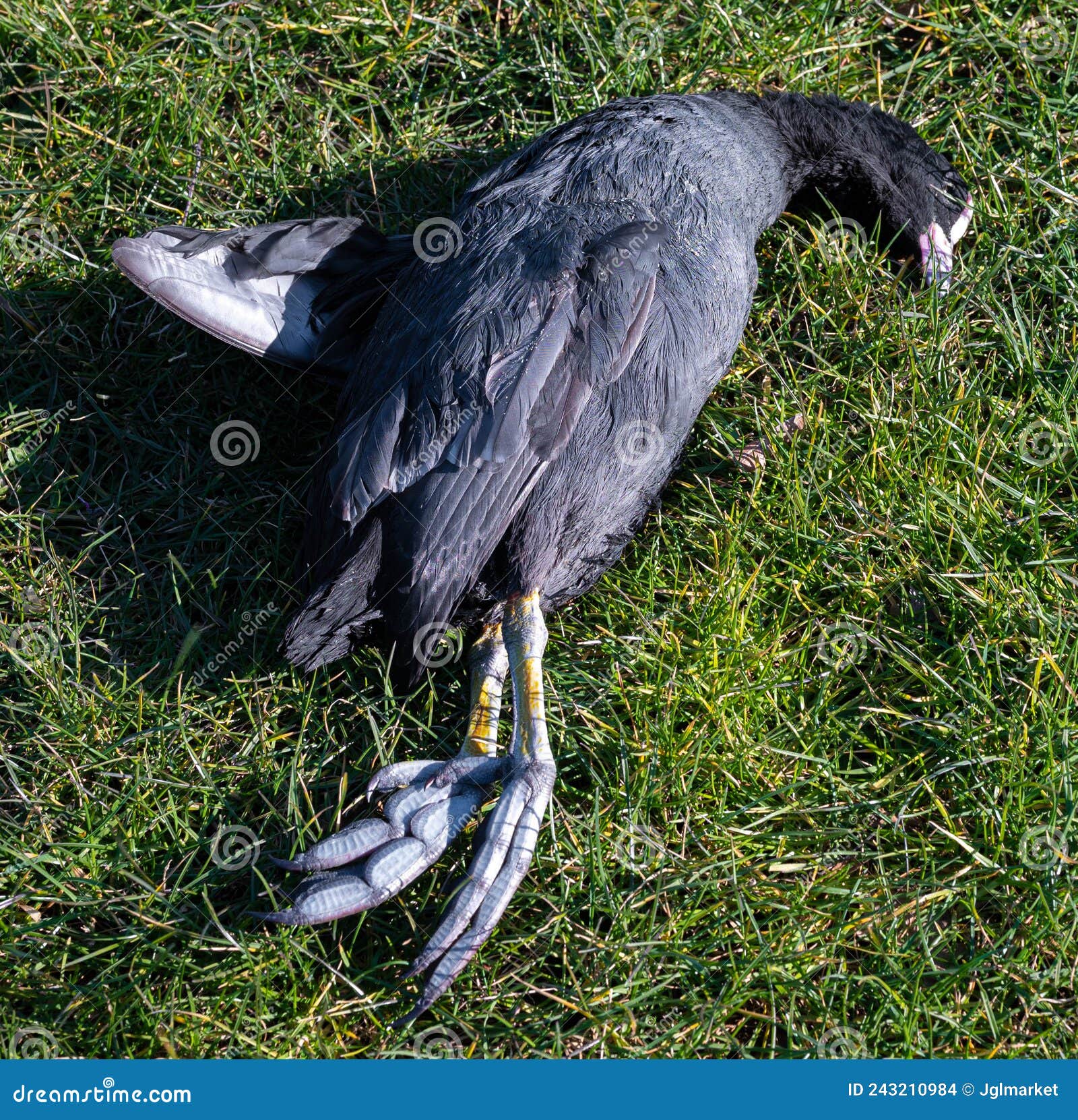 Dead coot in the park stock photo. Image of beautiful - 243210984