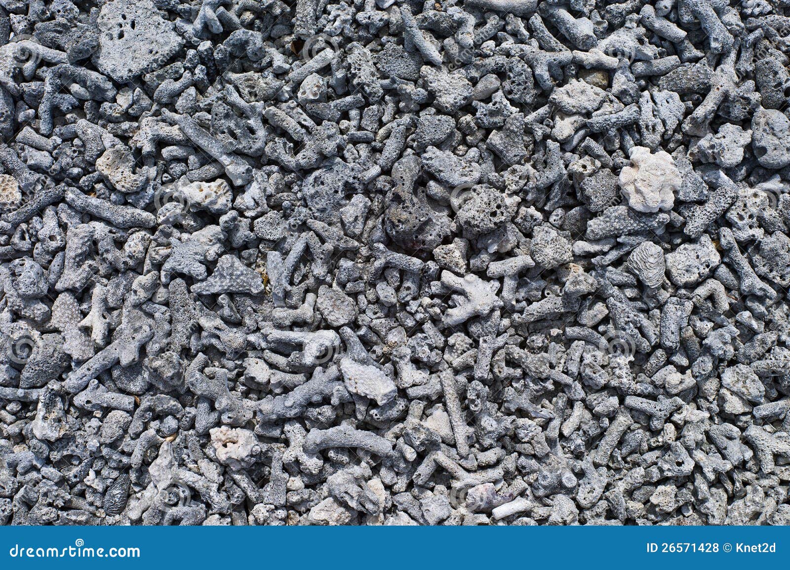 Dead coral stock photo. Image of rock, death, stone, flat - 26571428
