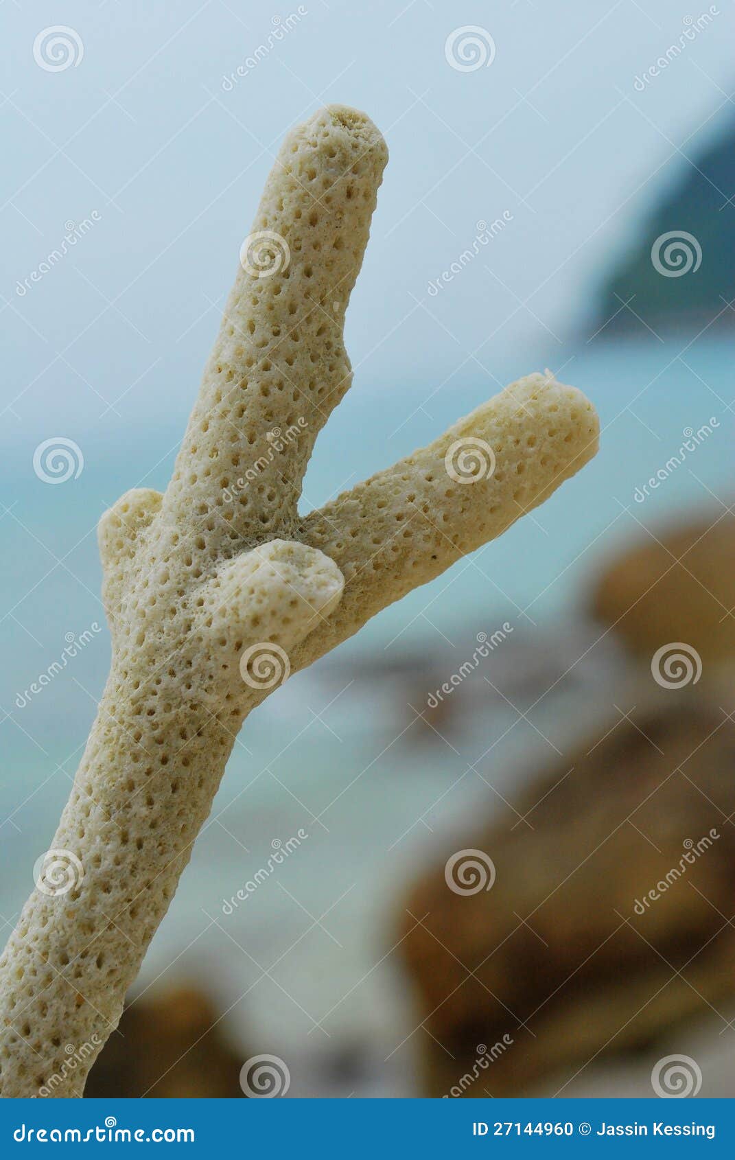 Dead coral stock photo. Image of beach, tropical, life - 27144960