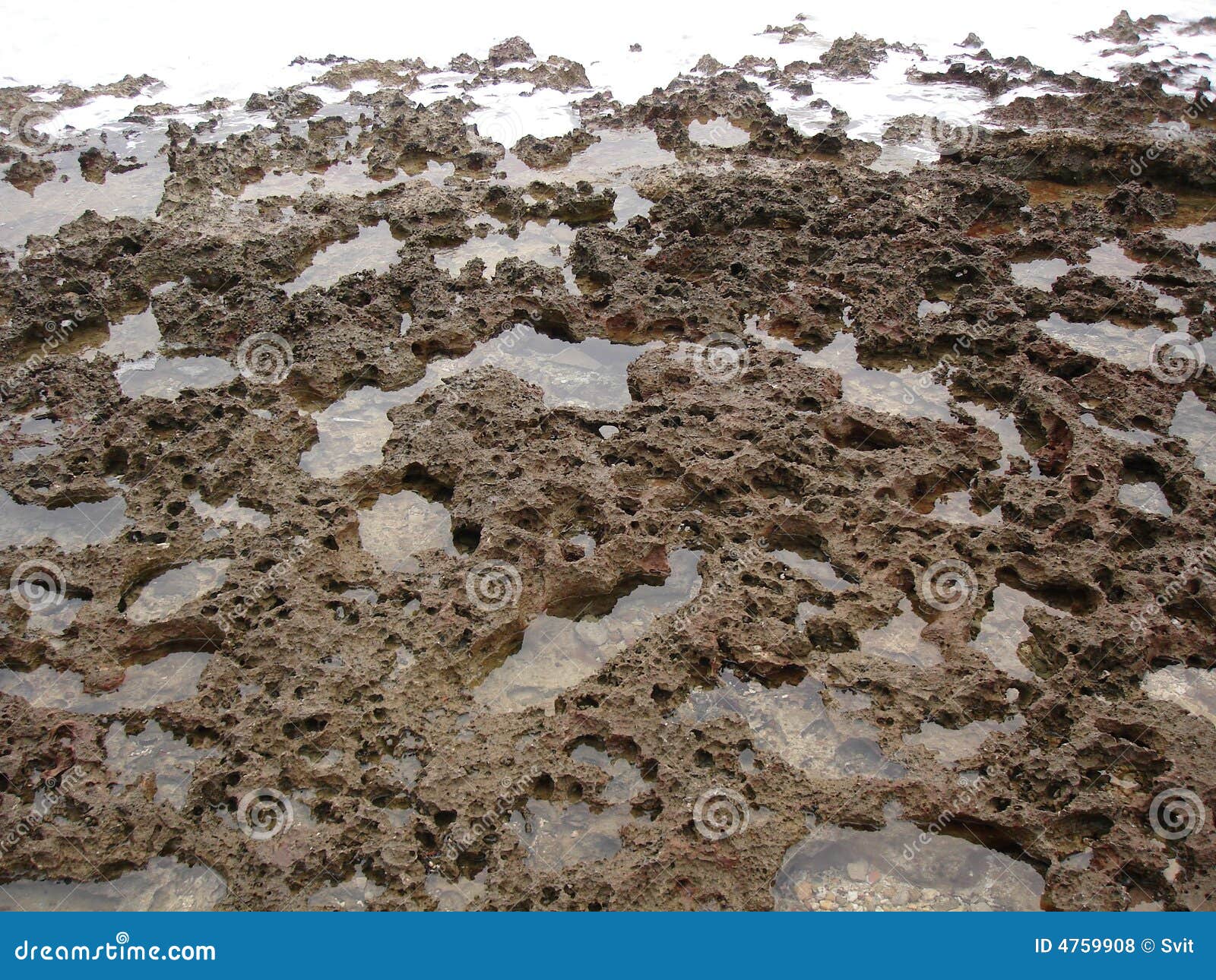 Dead coral stock photo. Image of ocean, islands, beach - 4759908