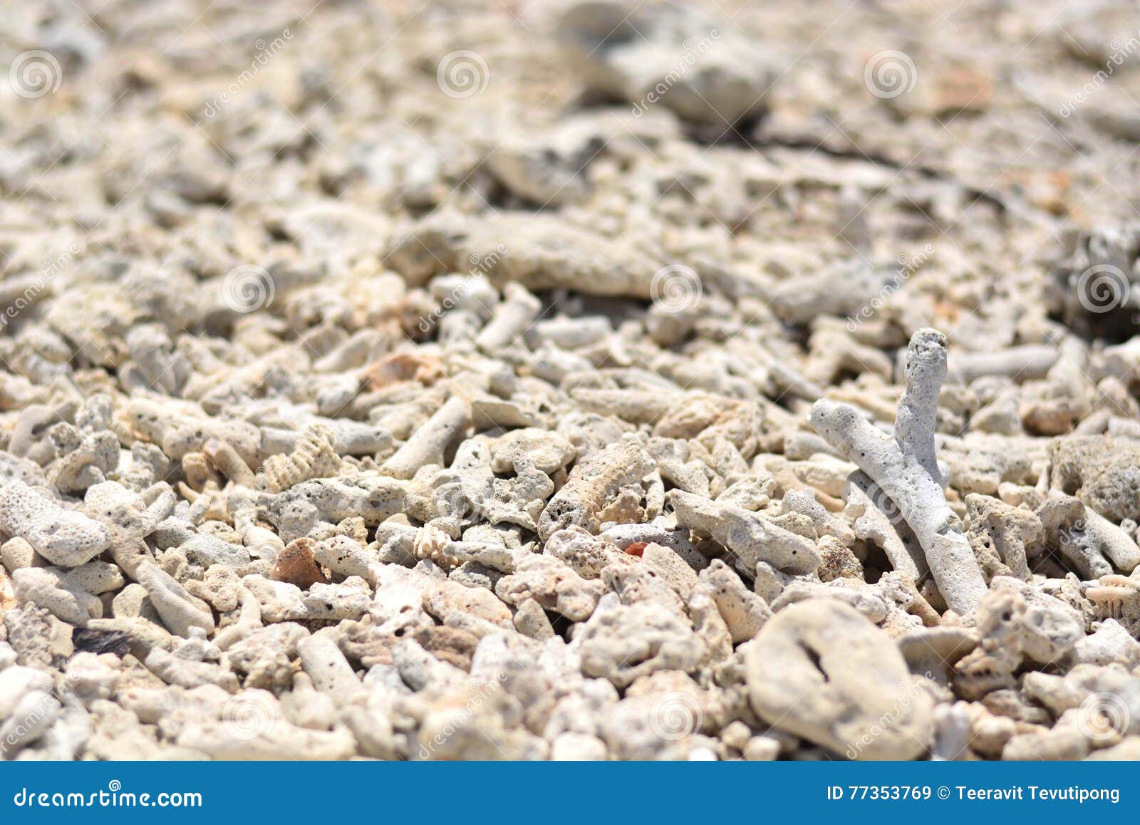 Dead coral on the beach stock image. Image of travel - 77353769