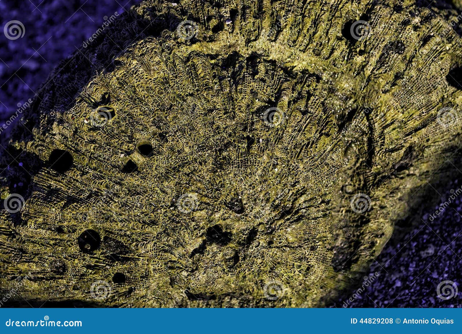 Dead Coral Reefs And Rock Gravels At Koh Kham Sattahip Stock Photo ...