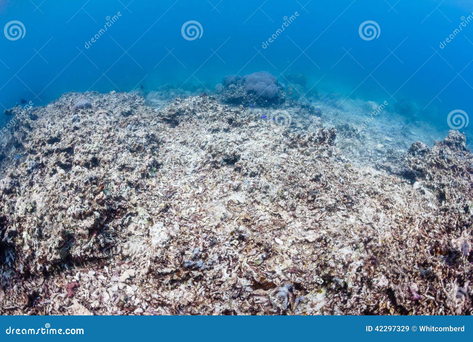 Dead Coral on a Damaged Reef Stock Image - Image of change, disaster ...