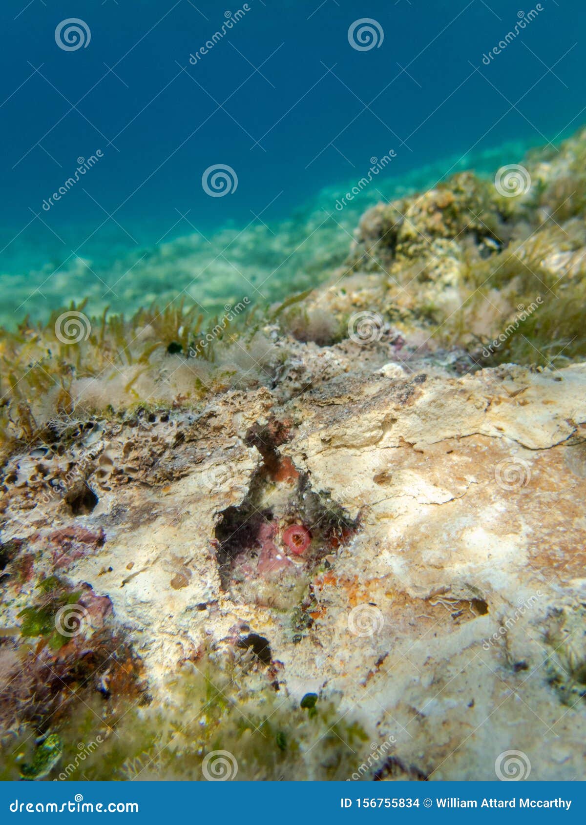 Dead Coral Looks Unique And Very Beautiful. Living Coral Reefs Are A ...