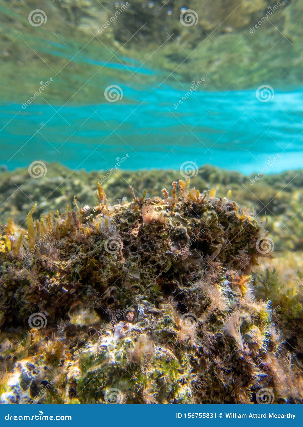 Dead Coral Looks Unique And Very Beautiful. Living Coral Reefs Are A ...