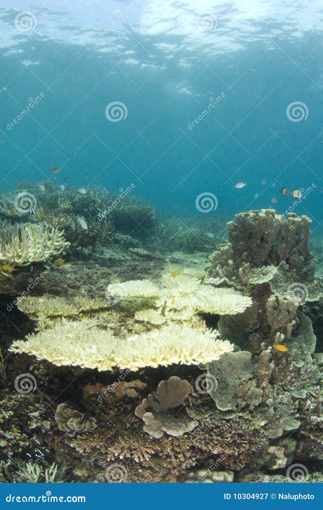 Dead Coral Reefs And Rock Gravels At Koh Kham Sattahip Stock Photo ...