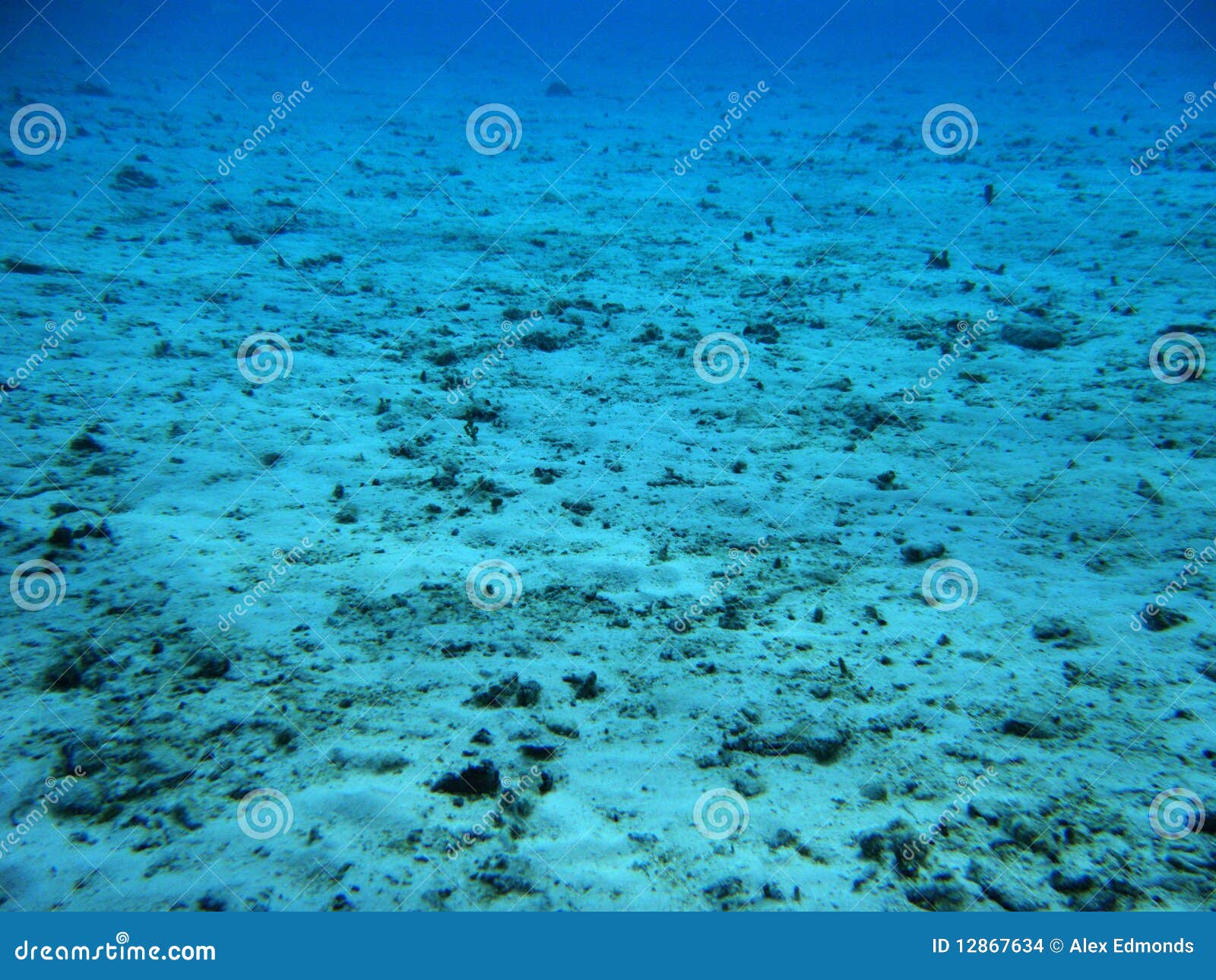 Dead Coral Reef stock photo. Image of rock, floor, hazy - 12867634