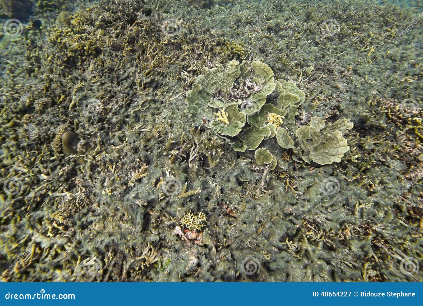 Dead Coral Reefs And Rock Gravels At Koh Kham Sattahip Stock Photo ...