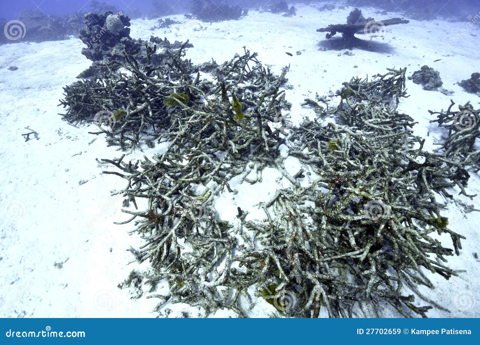 Dead Coral Looks Unique And Very Beautiful. Living Coral Reefs Are A ...