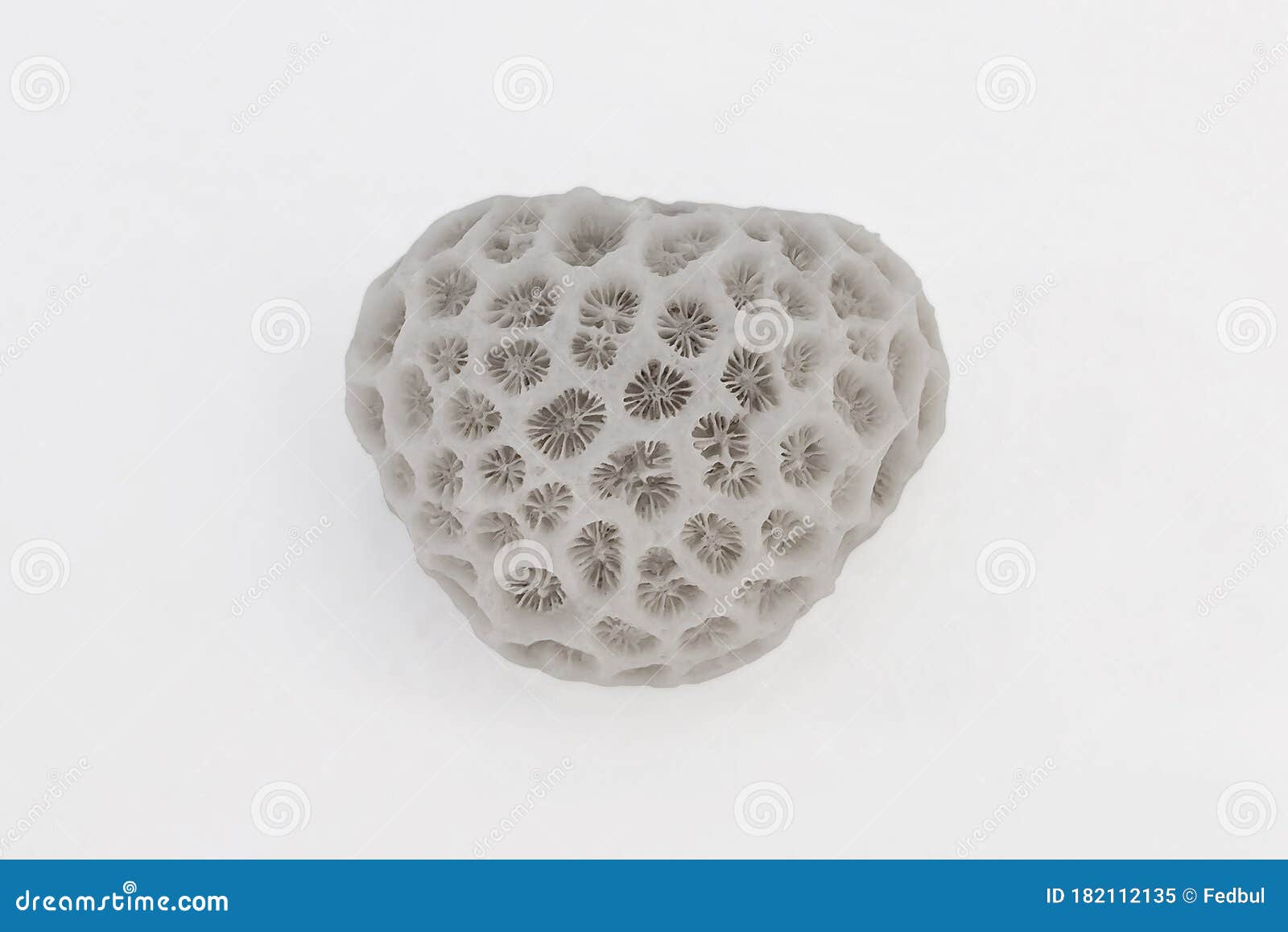 Dead Coral Stone. White Skeleton Texture of Structure Natural Sea Coral ...