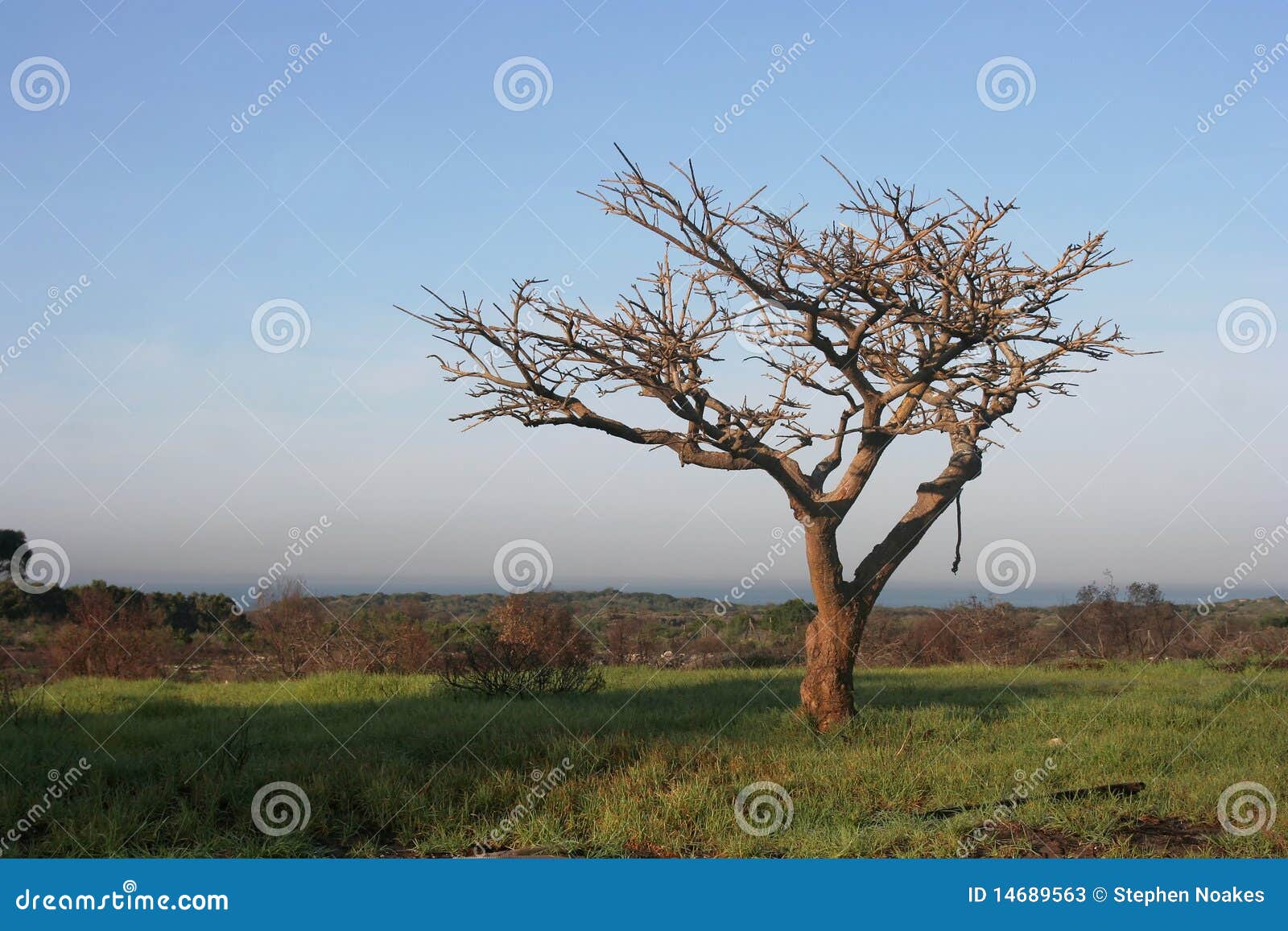 Dead Coral Tree stock image. Image of coastal, fire, burn - 14689563