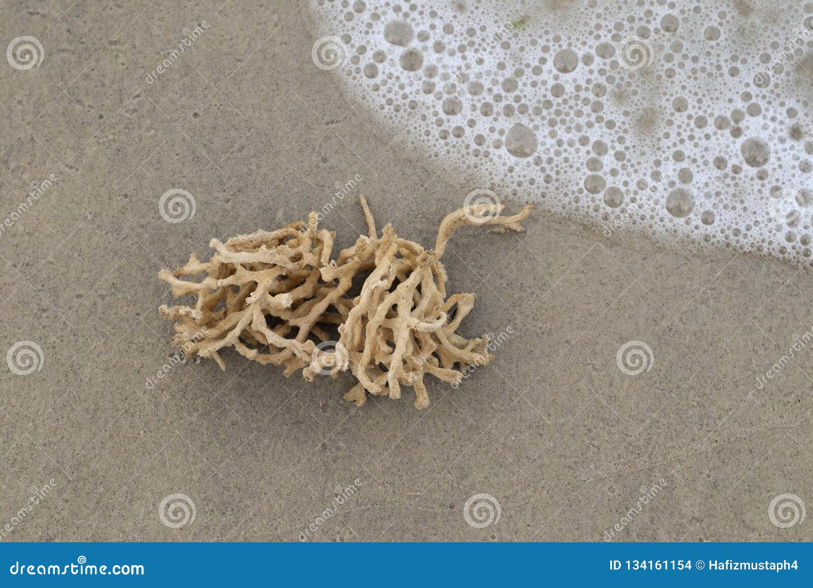 Dead Coral Washed Up on the Sandy Beach in Port Dickson Stock Photo ...