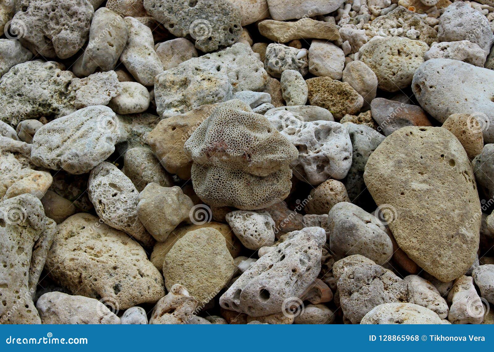 Dead corals on the beach. stock photo. Image of coral - 128865968