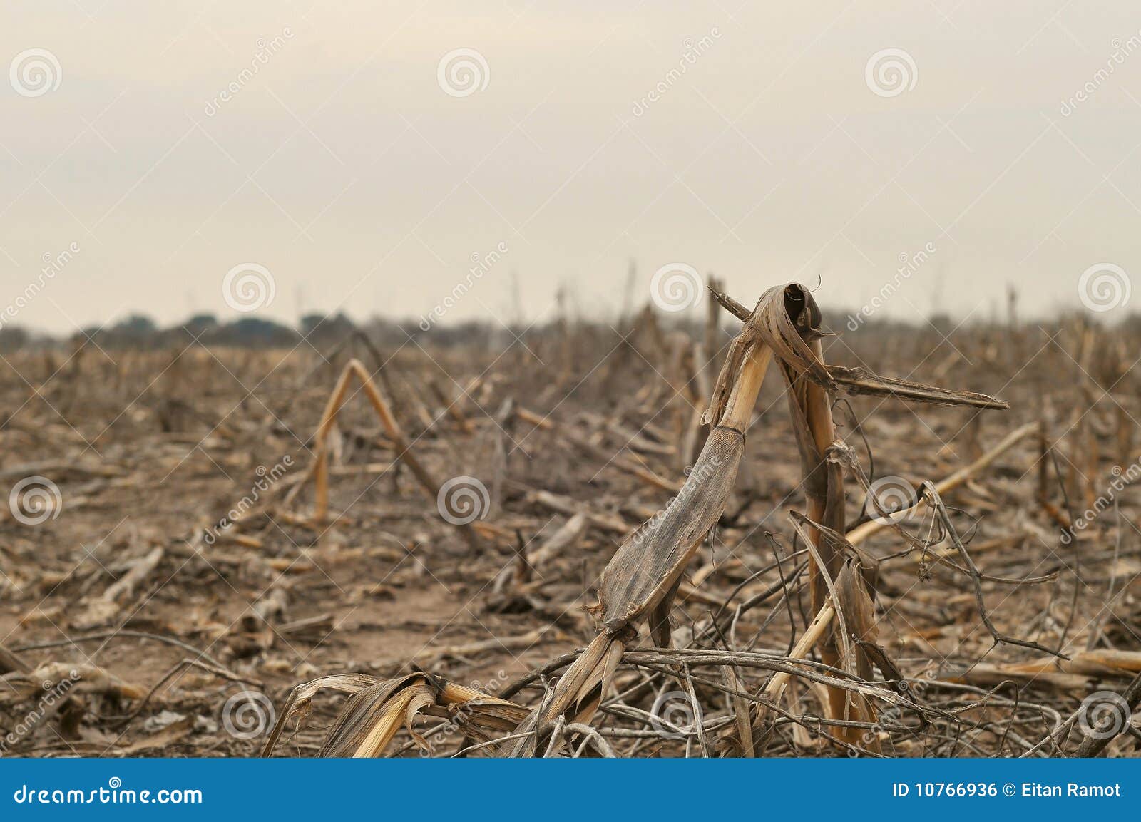 Dead corn stock photo. Image of apocalipsis, worming - 10766936