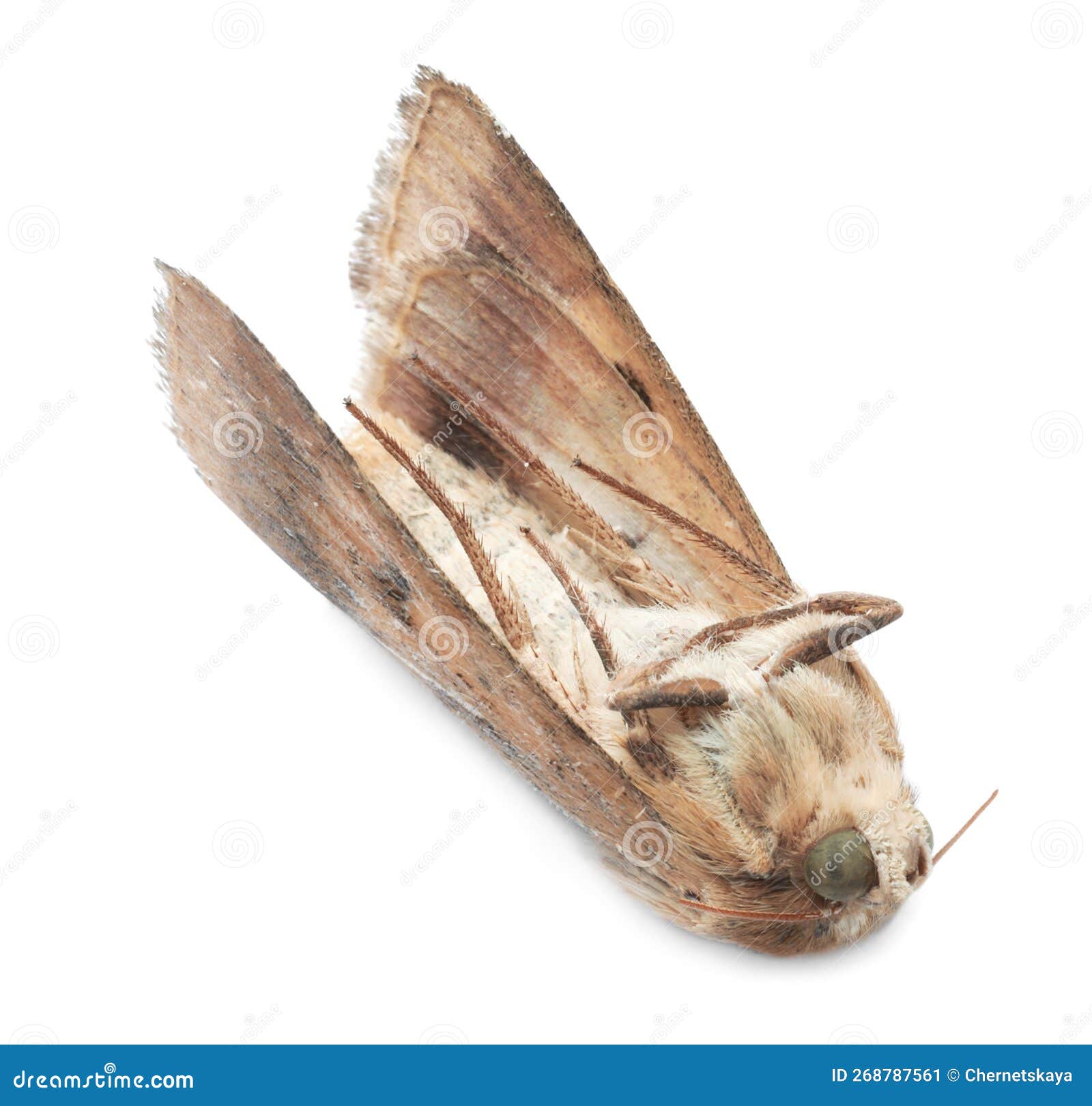 Dead Corn Earworm Moth Isolated on White Stock Image - Image of ...