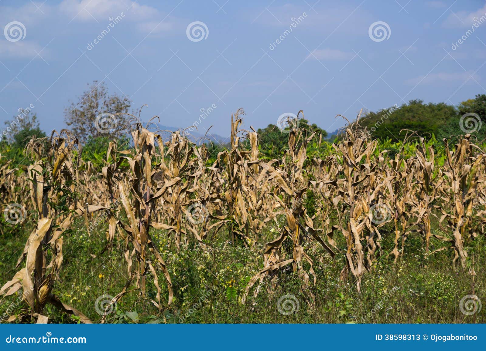 Dead corn field stock image. Image of autumn, farming - 38598313