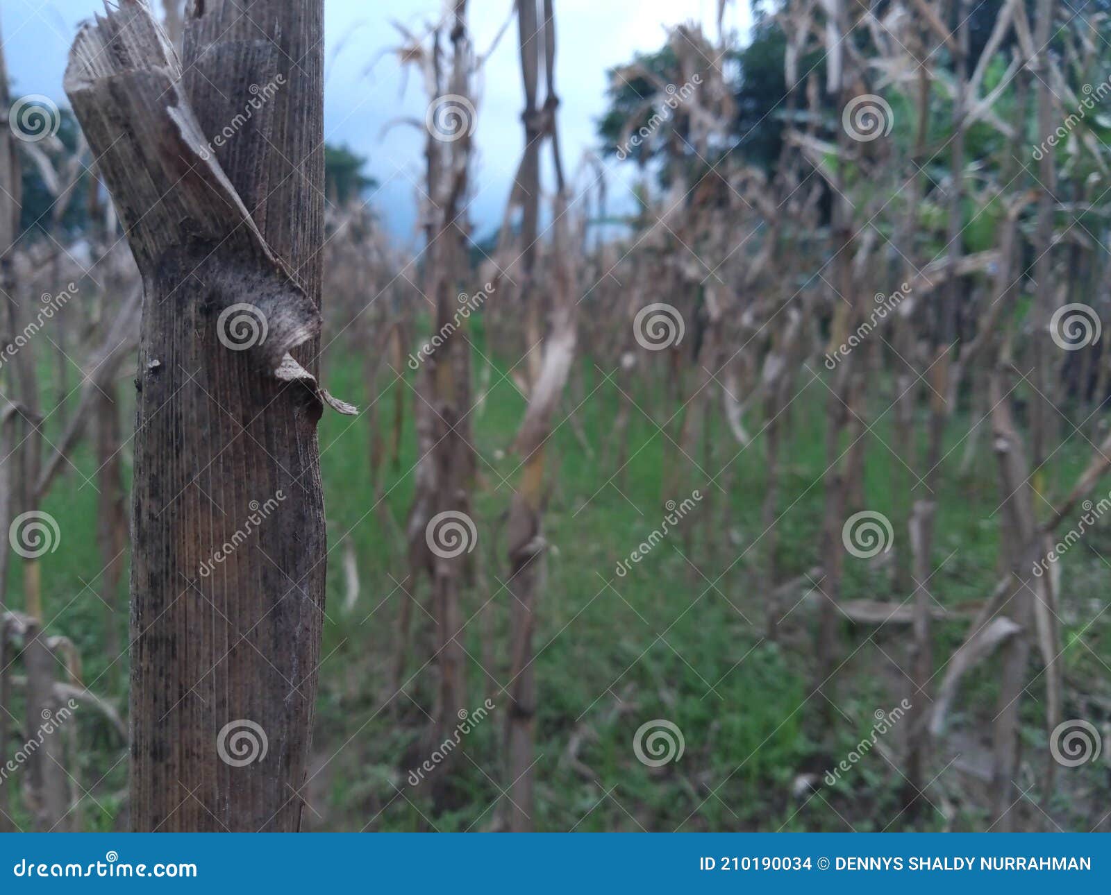 Dead corn stalk stock photo. Image of branch, dead, wetland - 210190034