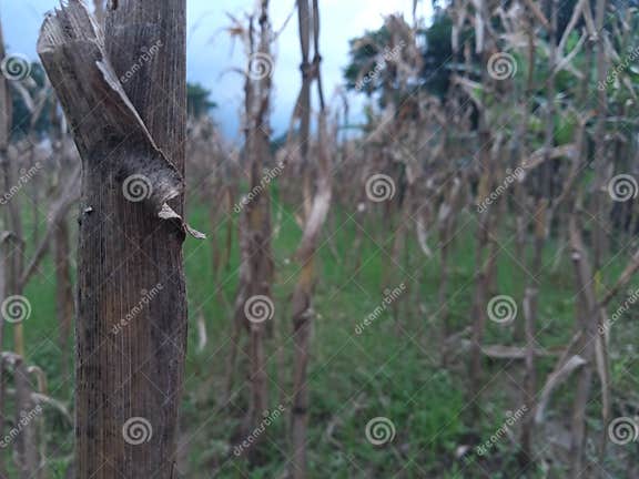 Dead corn stalk stock photo. Image of branch, dead, wetland - 210190034