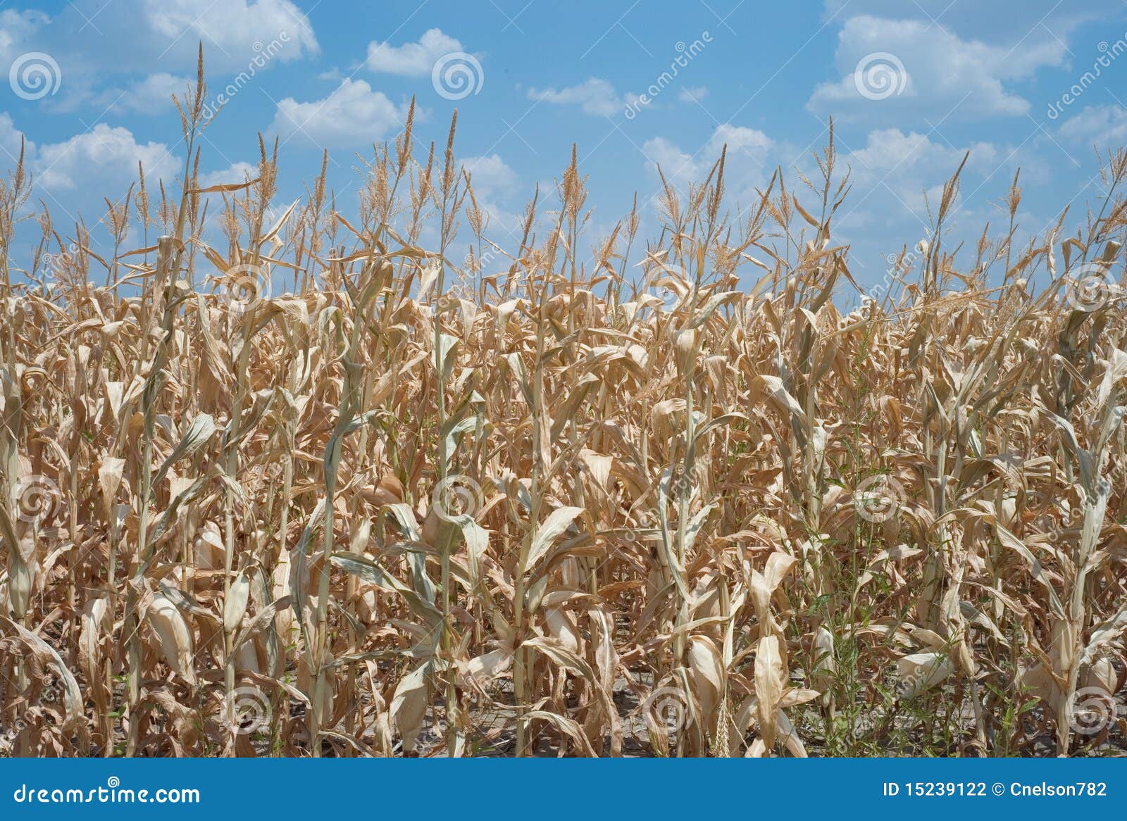 Dead Cornfield Due To Drought Stock Photo - Image of farming, drought ...