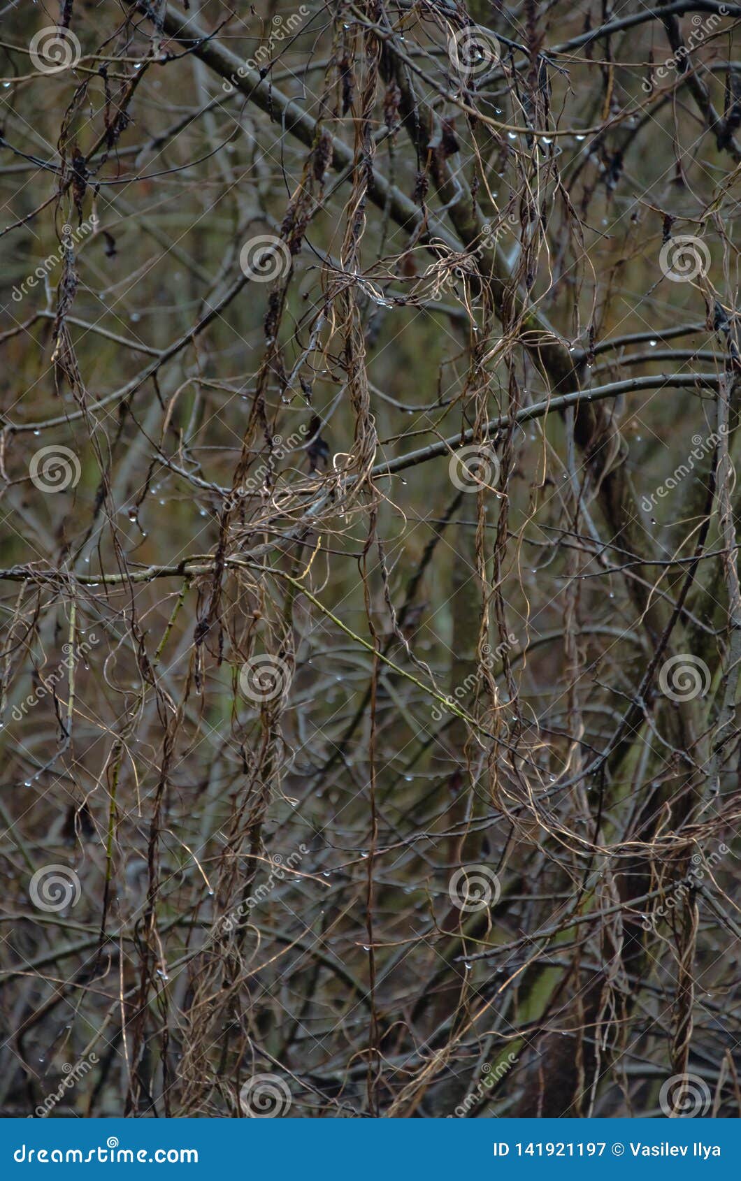 Dead Covert and Branches Twined with Dead Vines. Stock Image - Image of ...