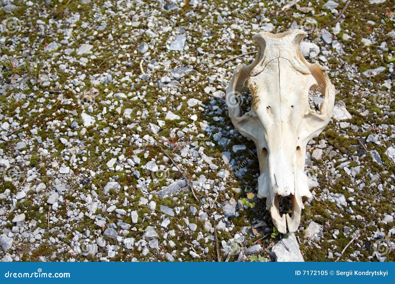 Dead cow stock image. Image of brain, hornes, dead, bleached - 7172105