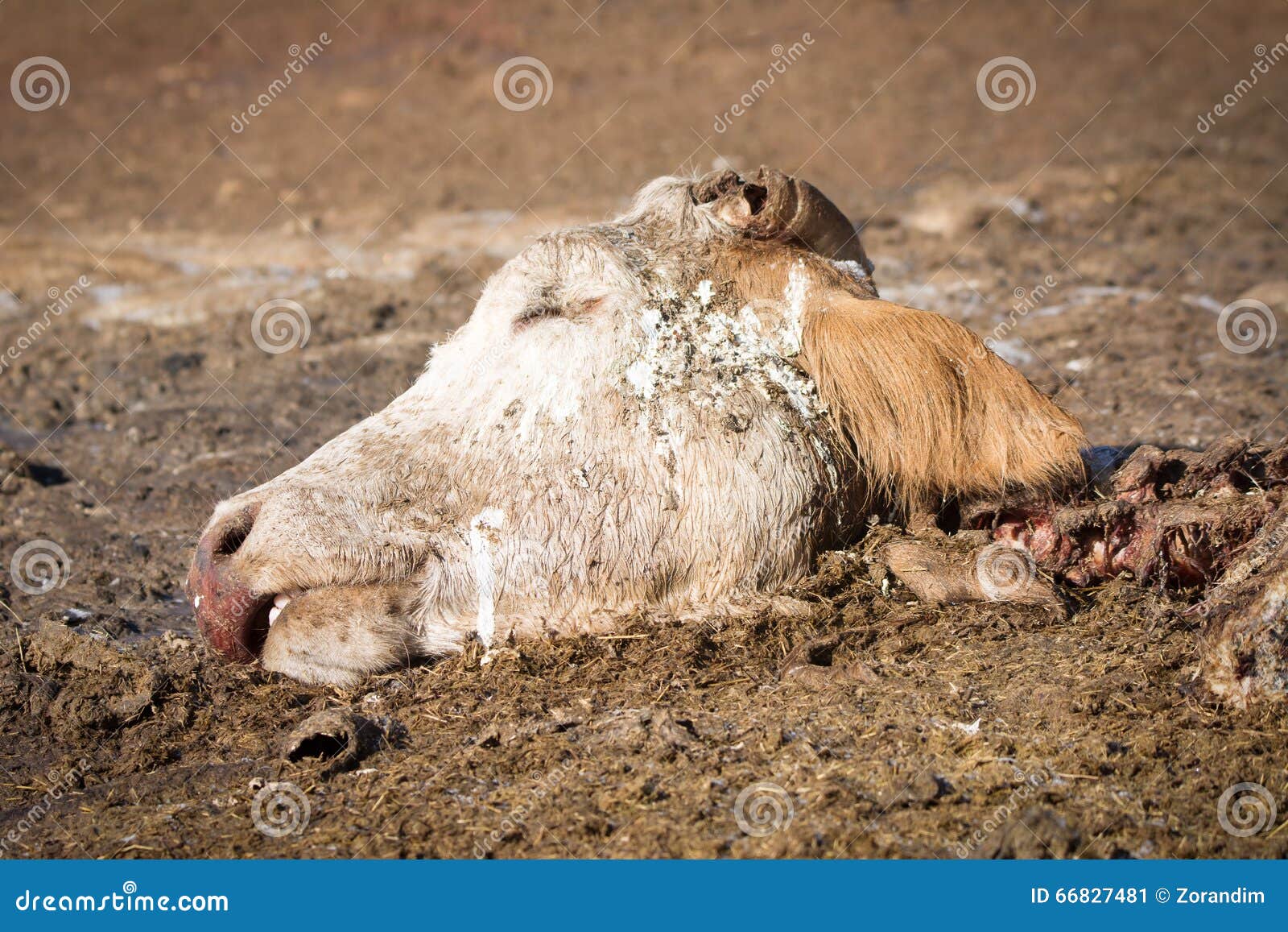 Dead cow on the ground stock image. Image of dirt, tanzania - 66827481