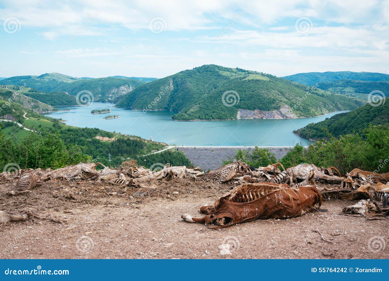 Dead cow on the ground stock photo. Image of view, meat - 55764242