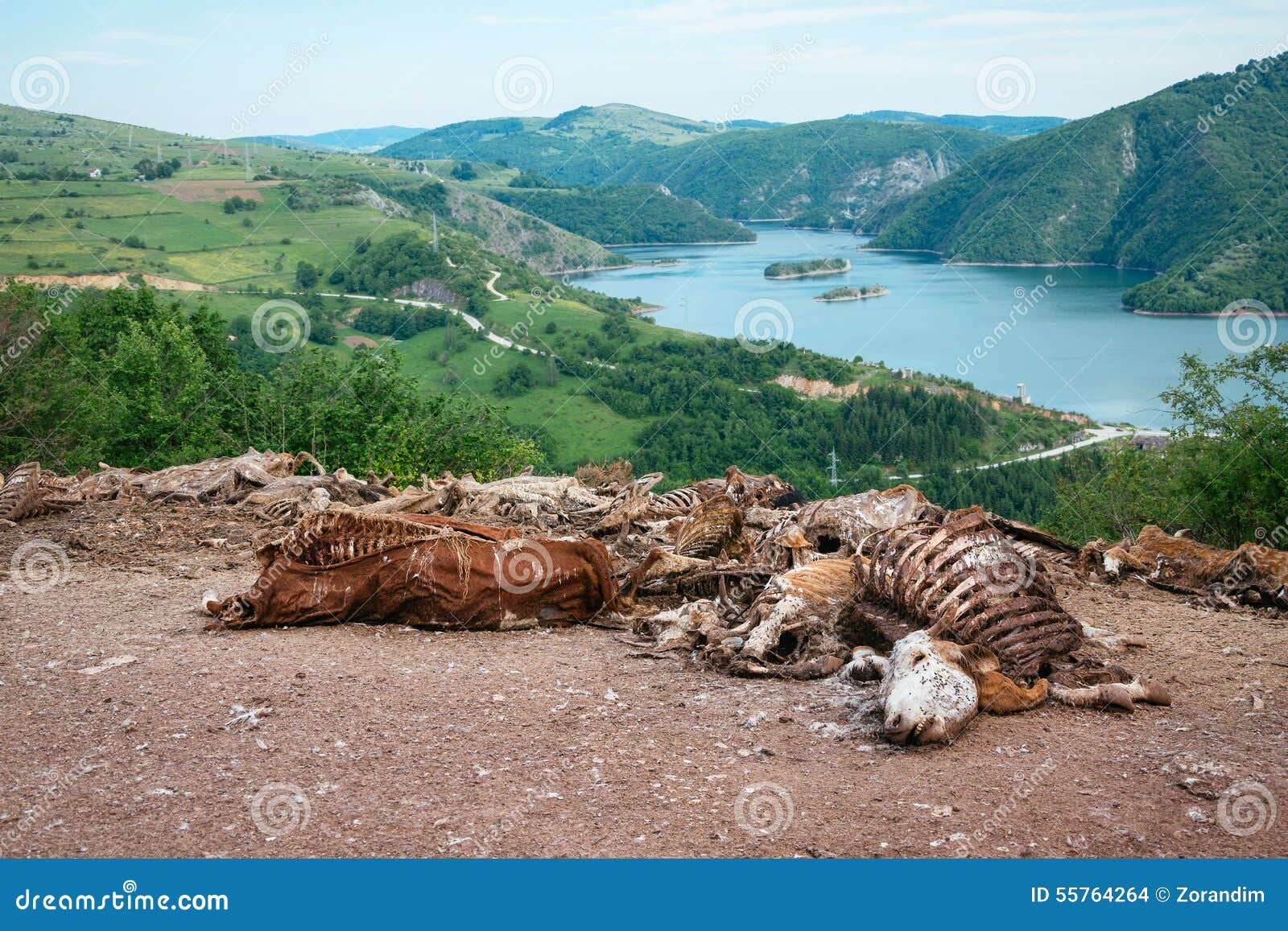 Dead cow on the ground stock photo. Image of side, skeleton - 55764264