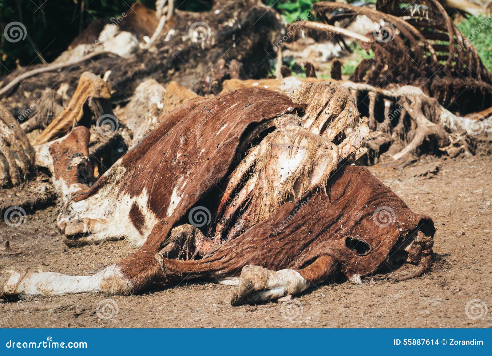 Dead cow on the ground stock photo. Image of length, outdoors - 55887614