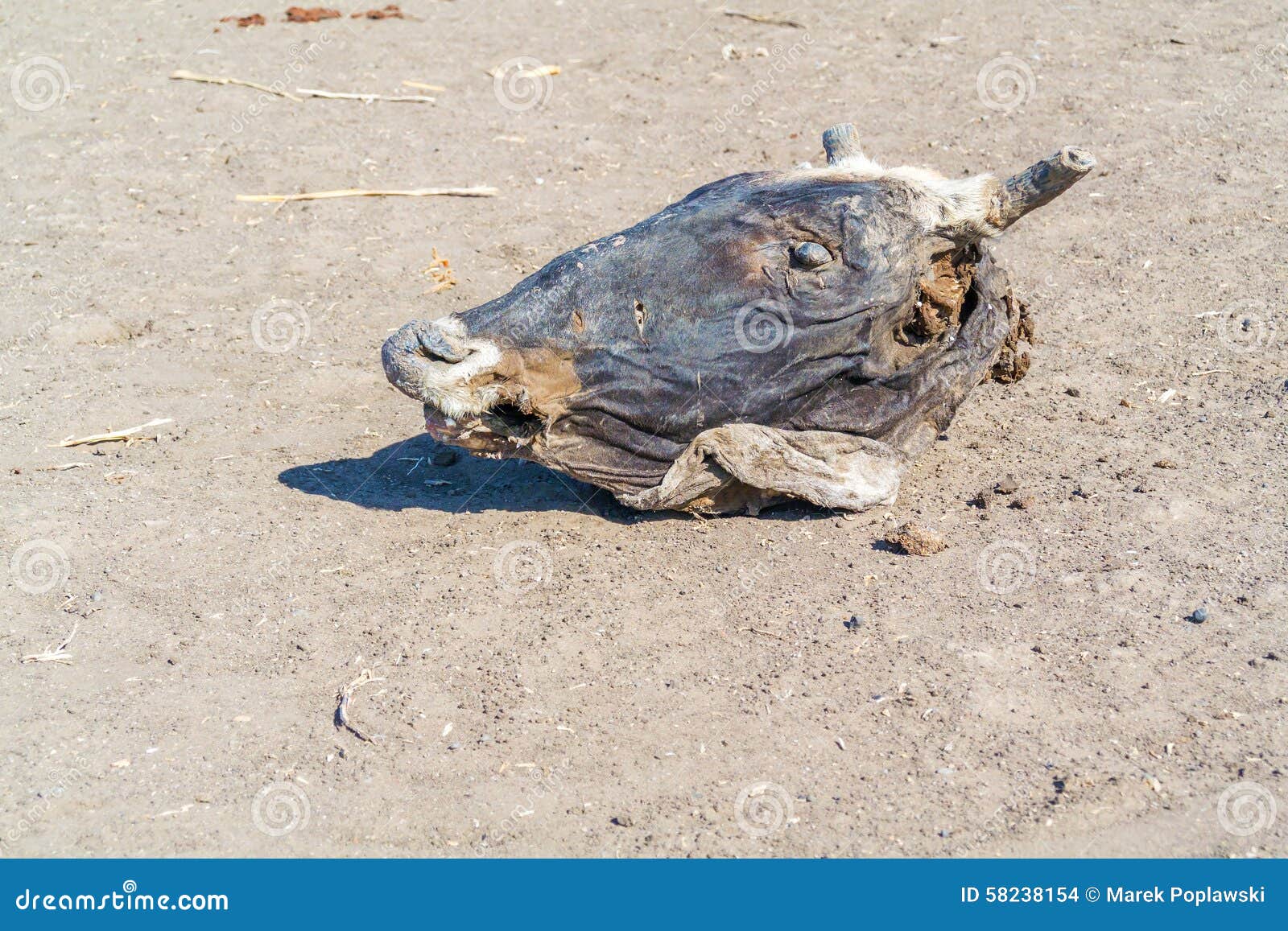 Dead cow head stock photo. Image of lying, outdoors, sahara - 58238154