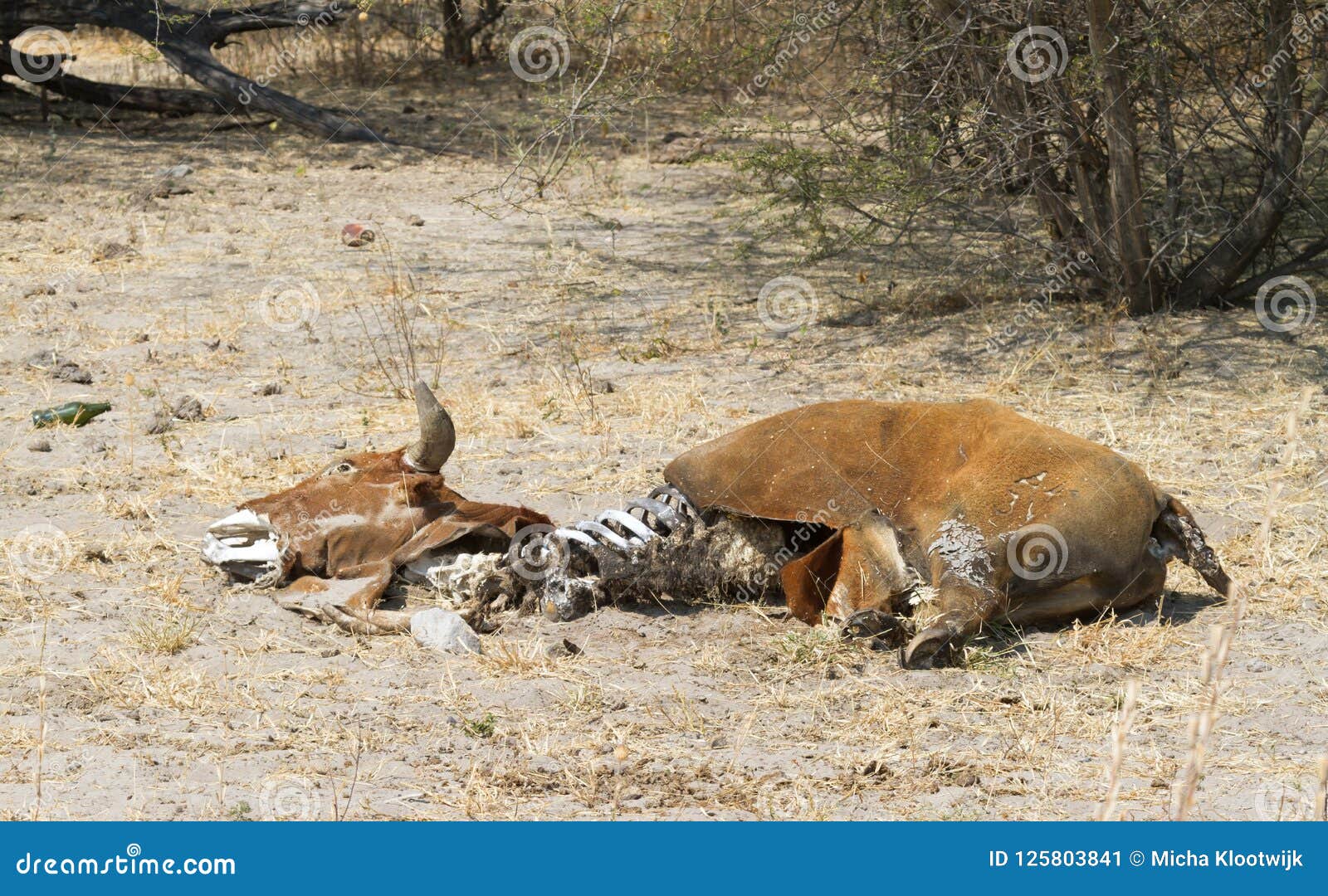 Dead cow medium close up stock image. Image of death - 125803841