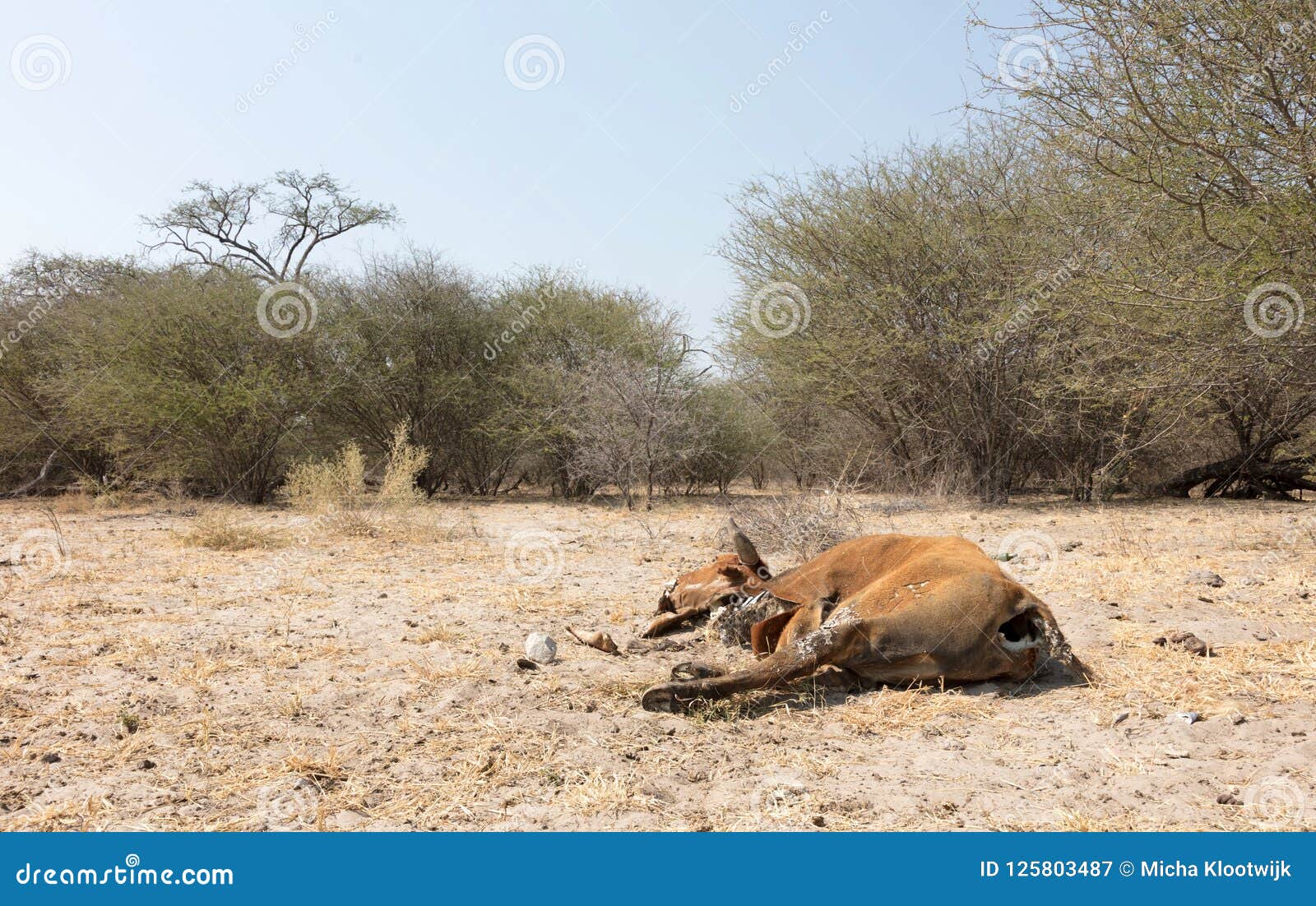Dead cow medium close up stock image. Image of africa - 125803487