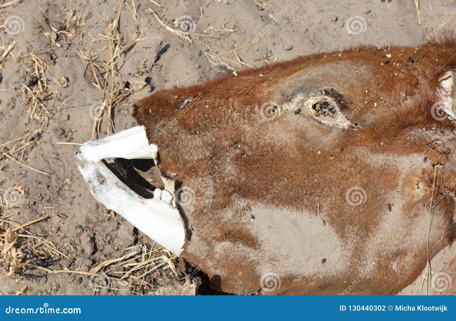 Dead cow medium close up stock photo. Image of botswana - 130440302