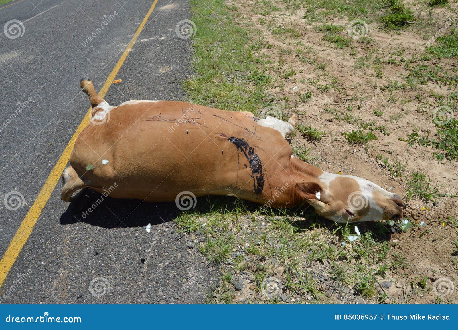 Dead cow stock image. Image of accident, vehicle, road - 85036957
