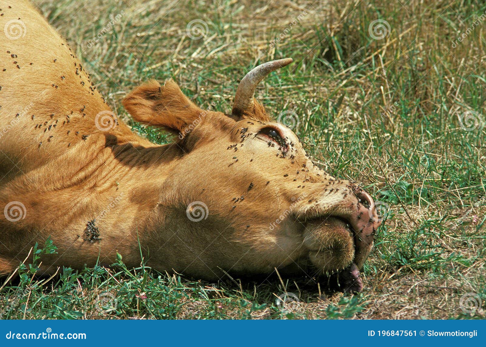 Dead Cows with Flies stock image. Image of cows, bovidae - 196847561