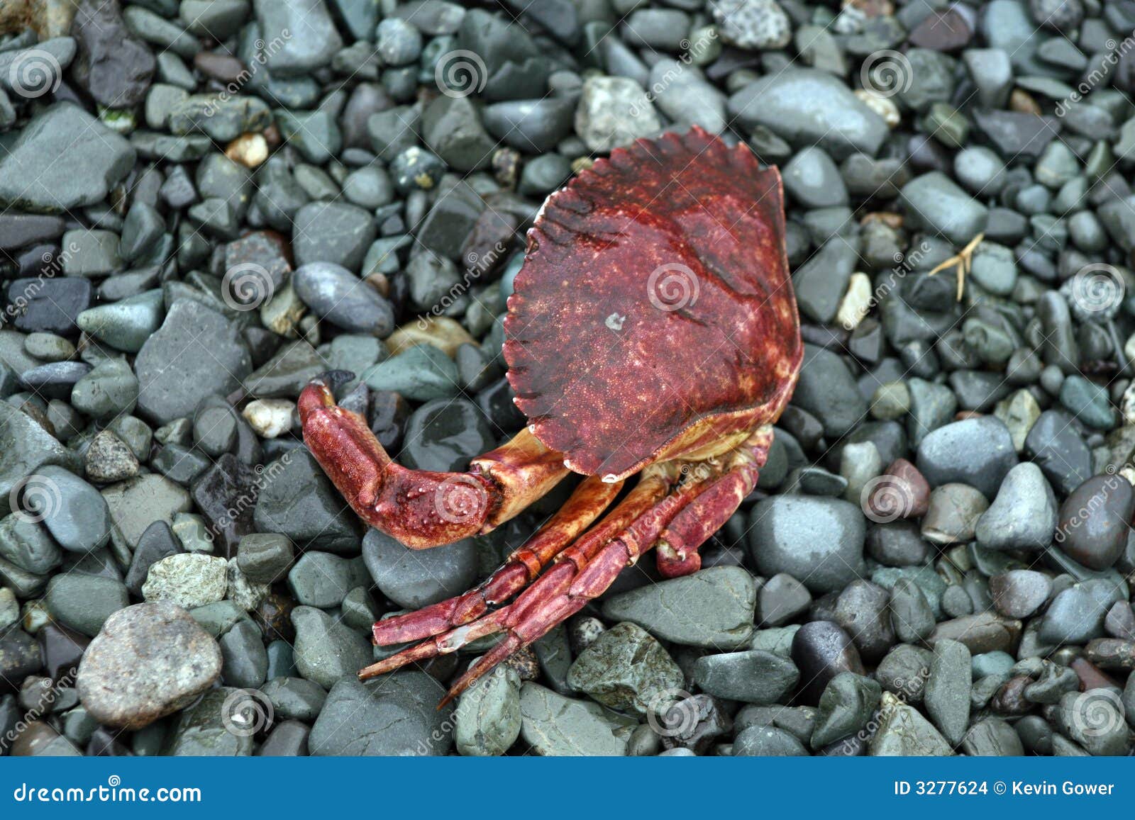 Dead crab stock photo. Image of shore, tide, stones, ocean - 3277624