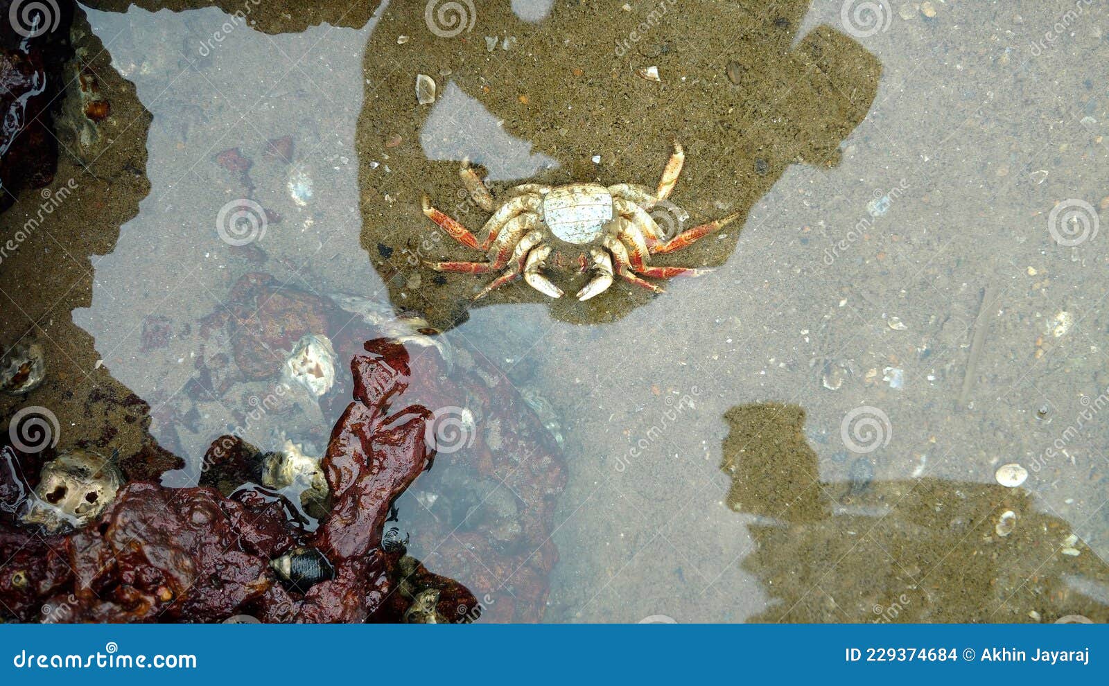 A dead crab in the beach stock photo. Image of dead - 229374684