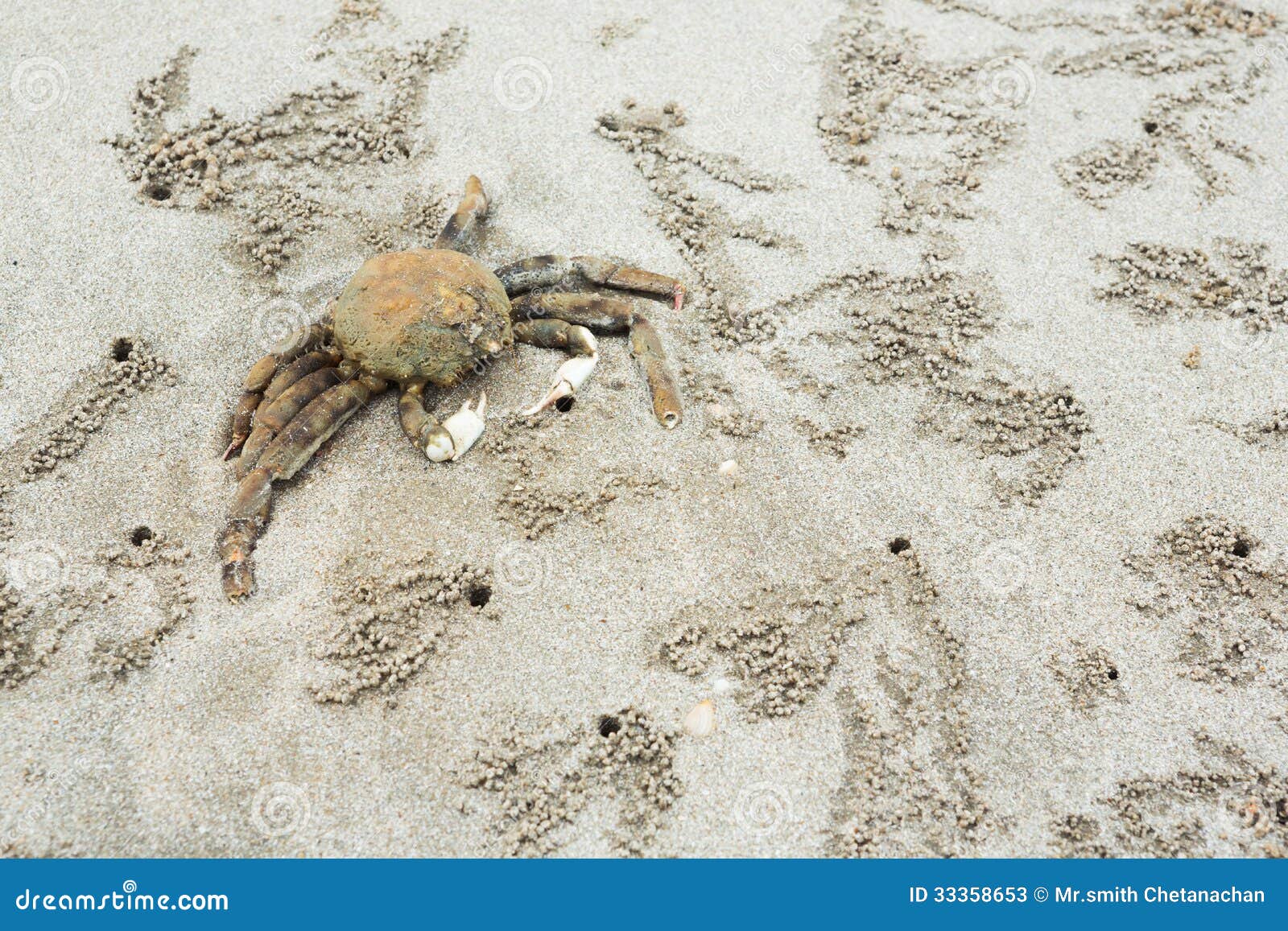 Dead crab on the beach stock image. Image of ocean, scrap - 33358653