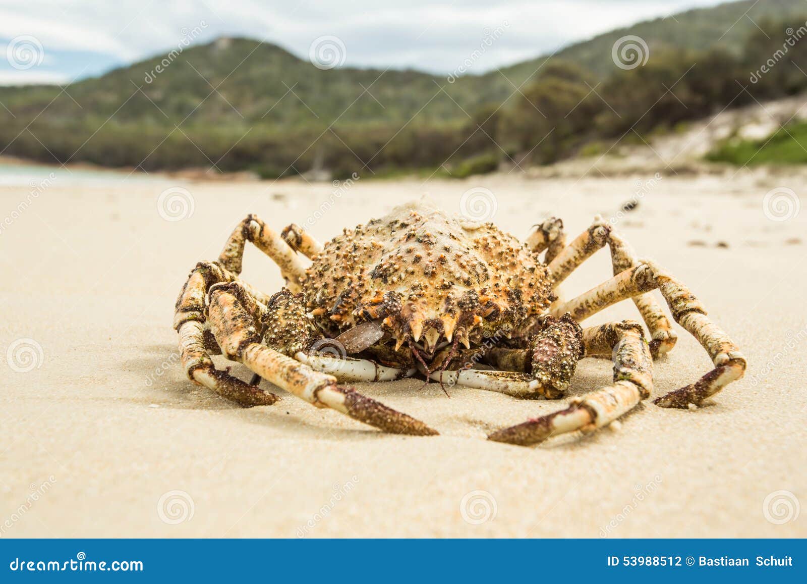 Dead crab on the beach stock photo. Image of large, coastline - 53988512
