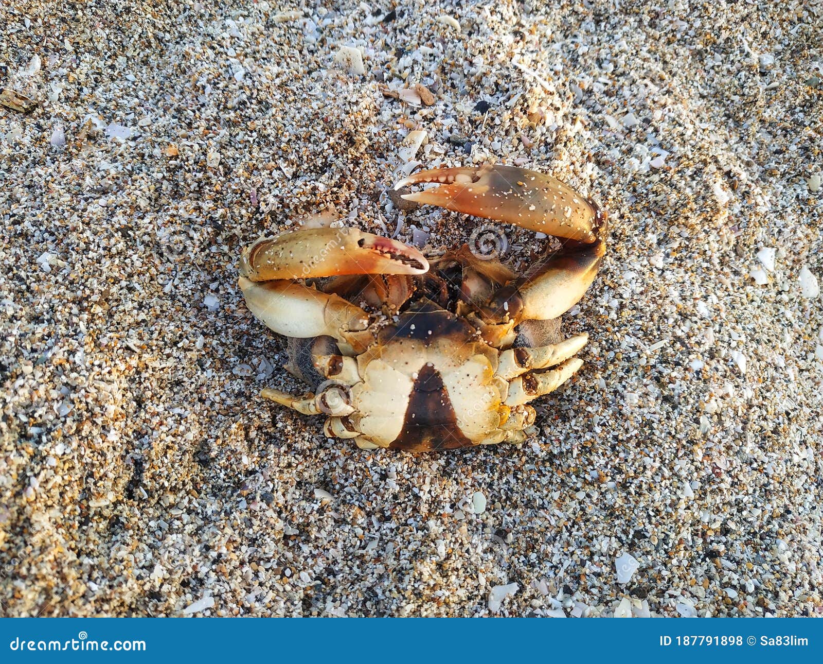 Dead Crab on the Beach Sand Stock Photo - Image of fish, organism ...