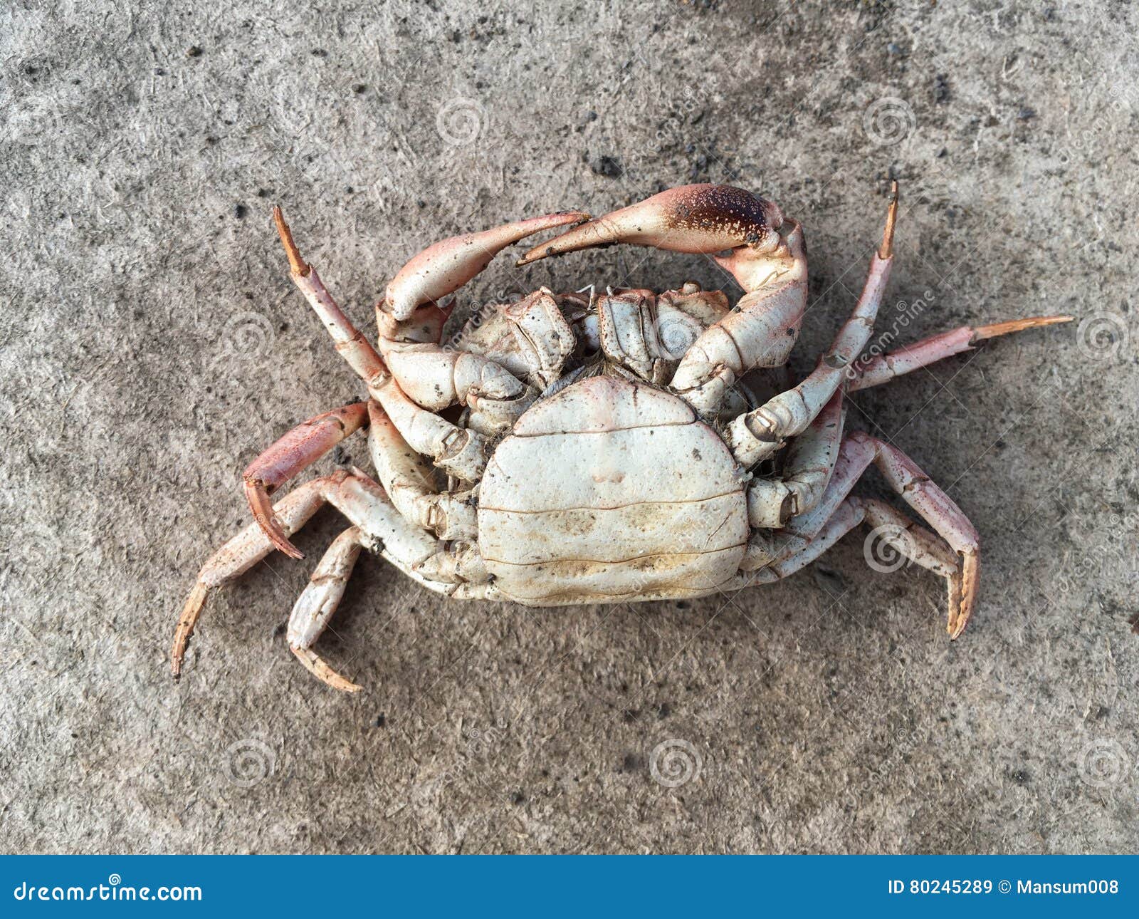 Dead crab carcass stock image. Image of claws, dead, floor - 80245289