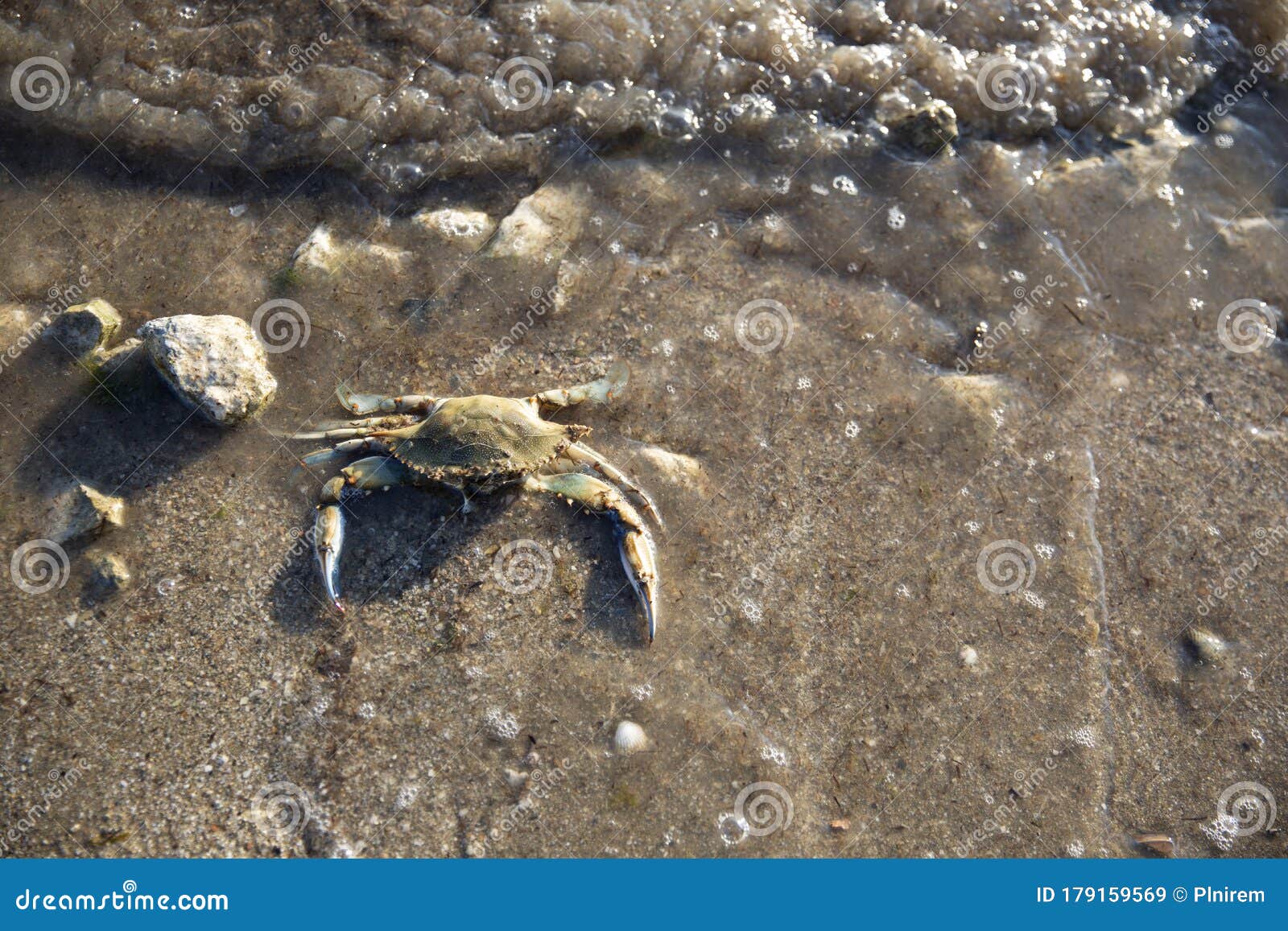 Dead crab stock image. Image of fauna, animal, aquaculture - 179159569