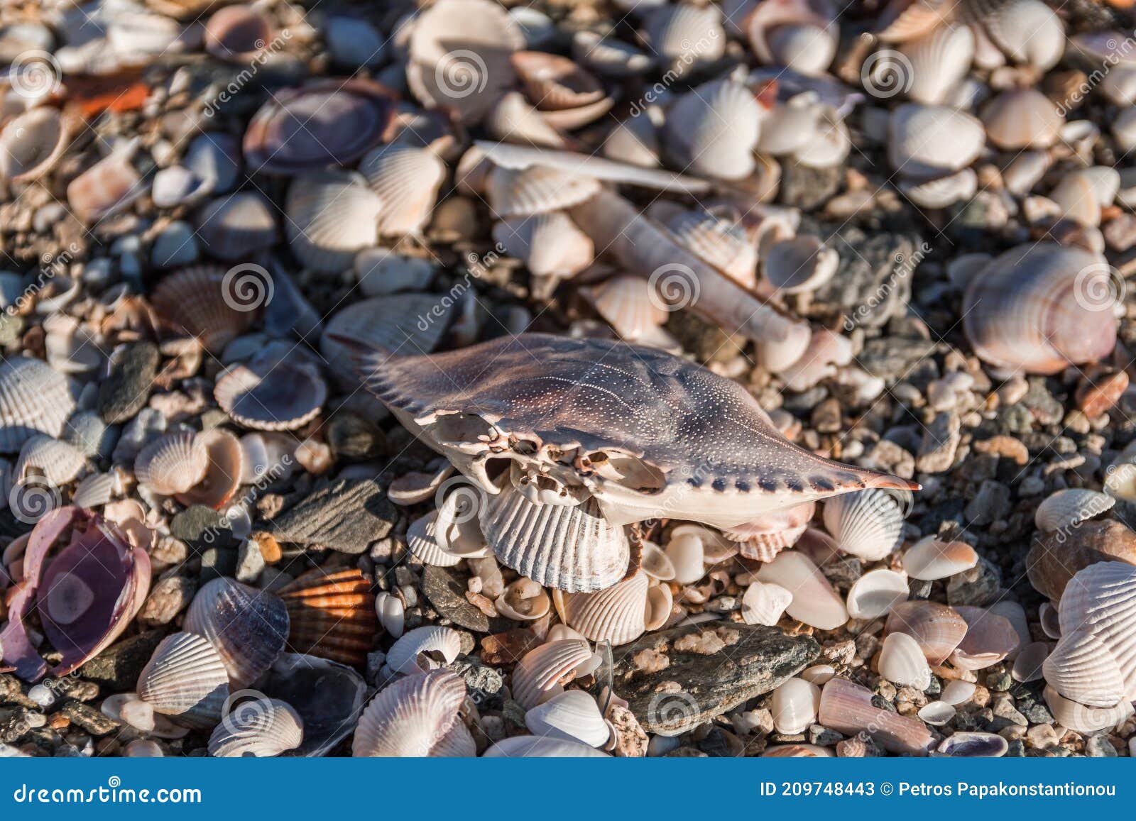 Dead Crab Empty Exoskeleton Empty Shell Laying on Top of Seashells at ...