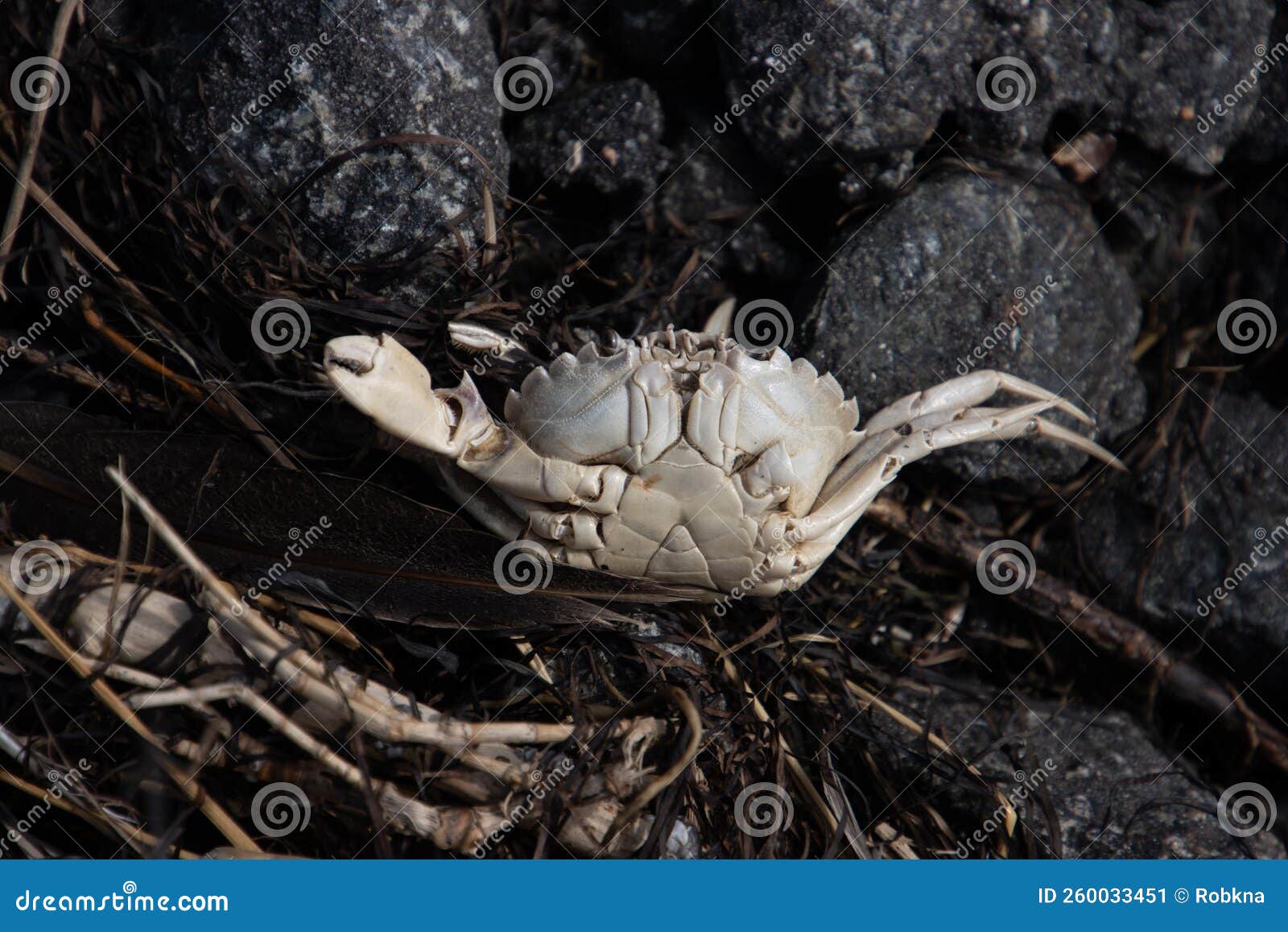 Dead Crab Laying between Seaweed Stock Image - Image of crustacean ...