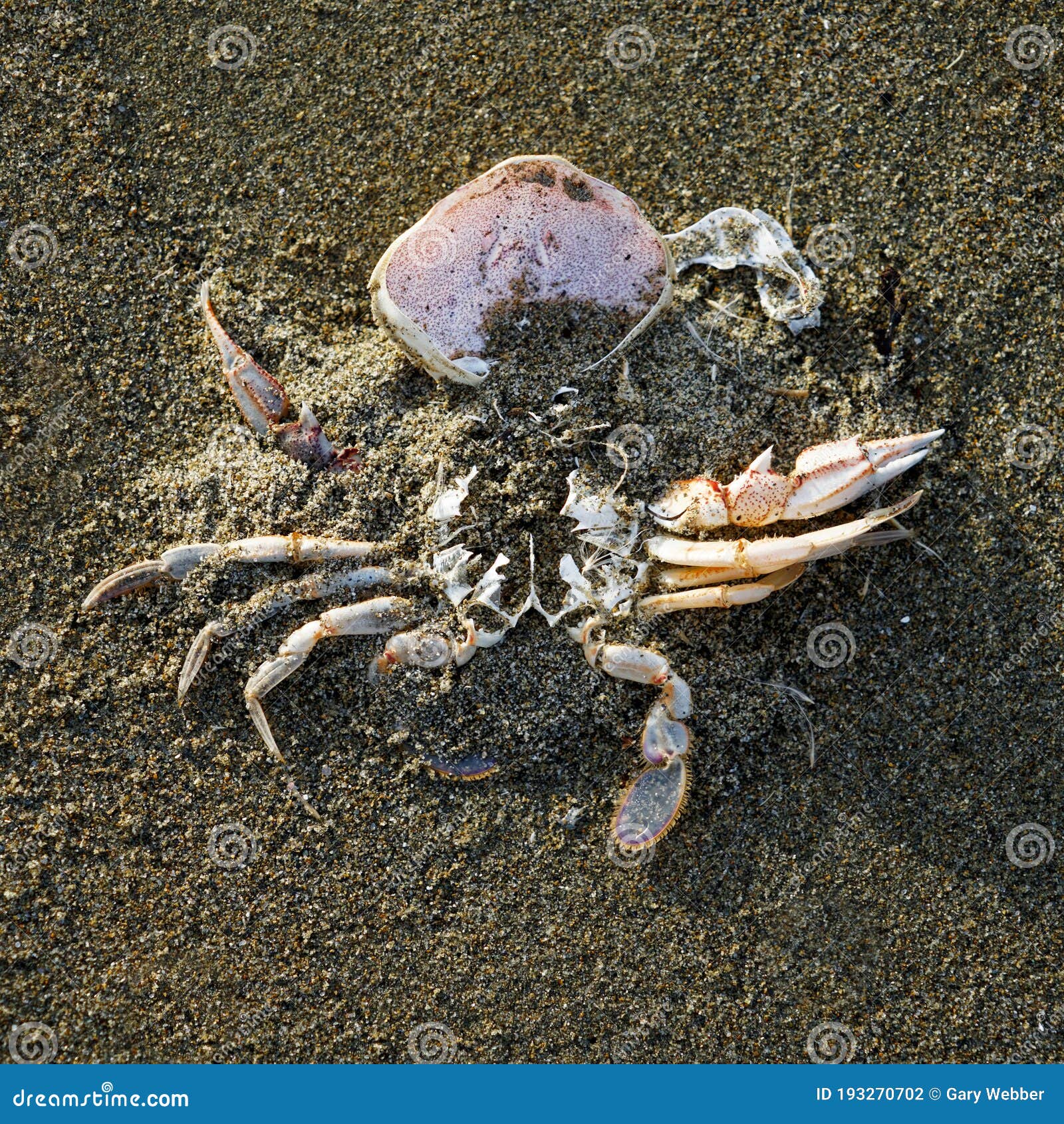 Dead Crab Lying in the Sand on a Beach Stock Photo - Image of closeup ...