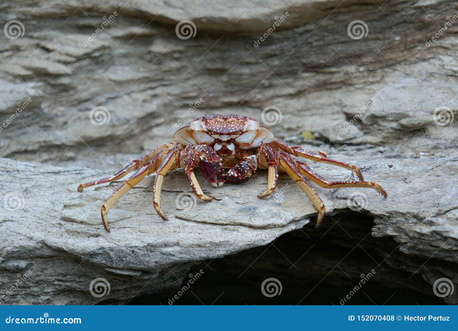 Dead crab on a rock stock photo. Image of ocean, natural - 152070408