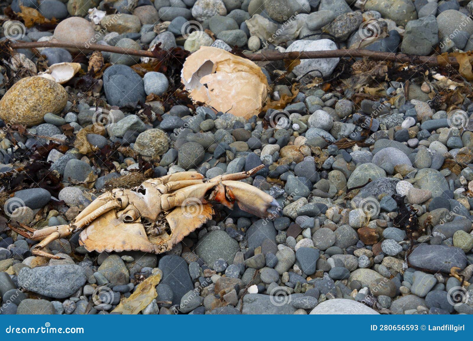 Dead Crab and Rocky Shore Close Up Stock Image - Image of leaf ...