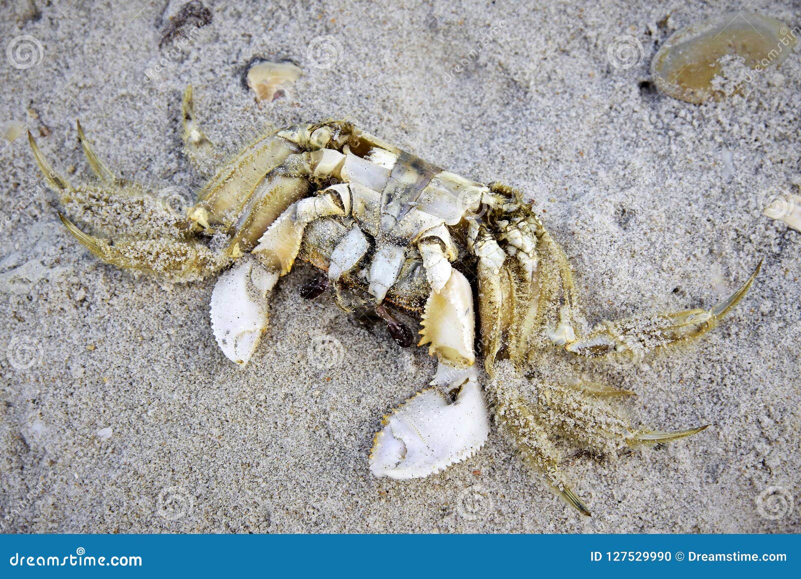 Dead crab in the sand stock photo. Image of closeup - 127529990