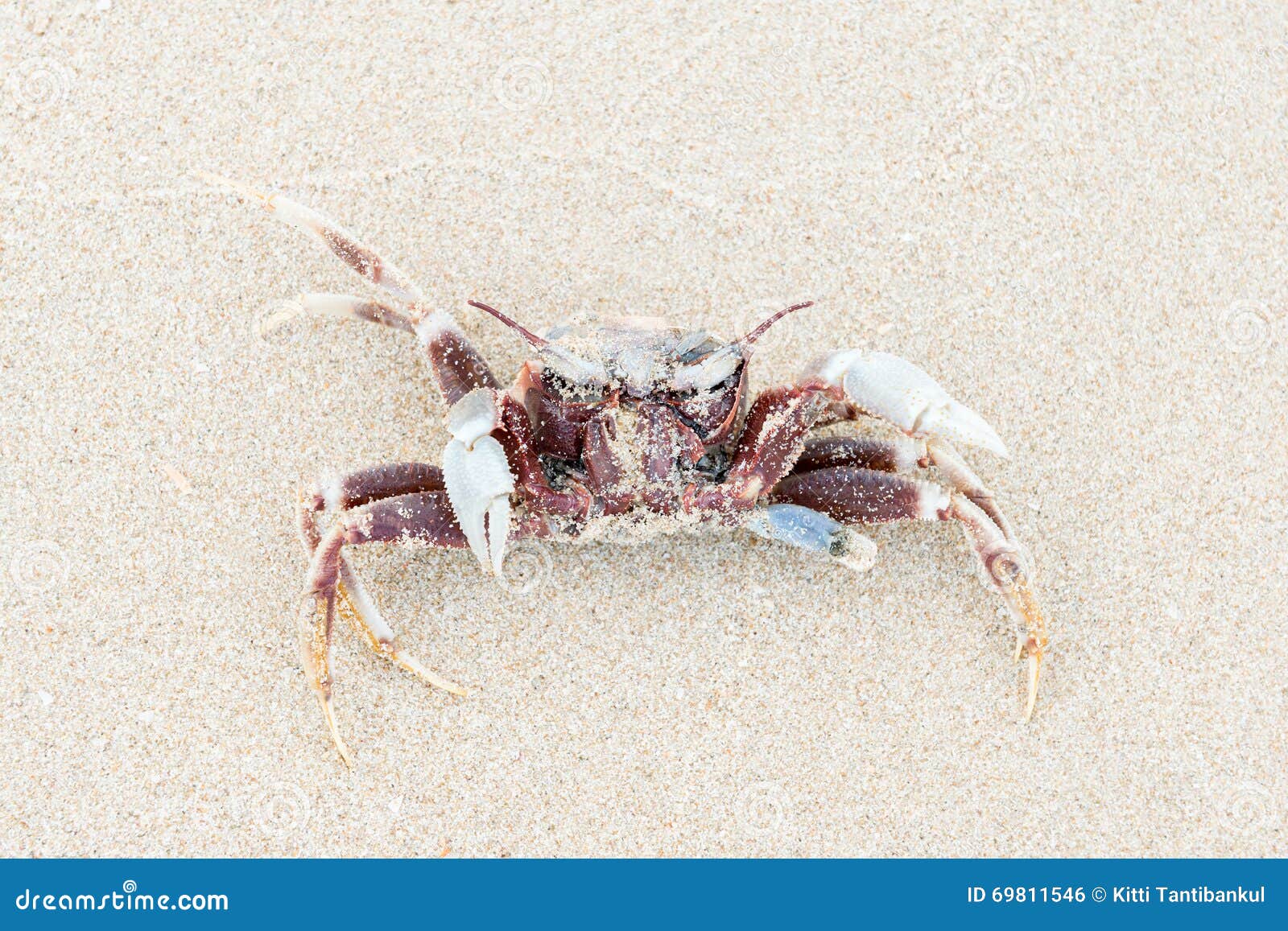 Dead crab. stock photo. Image of close, food, fine, claws - 69811546